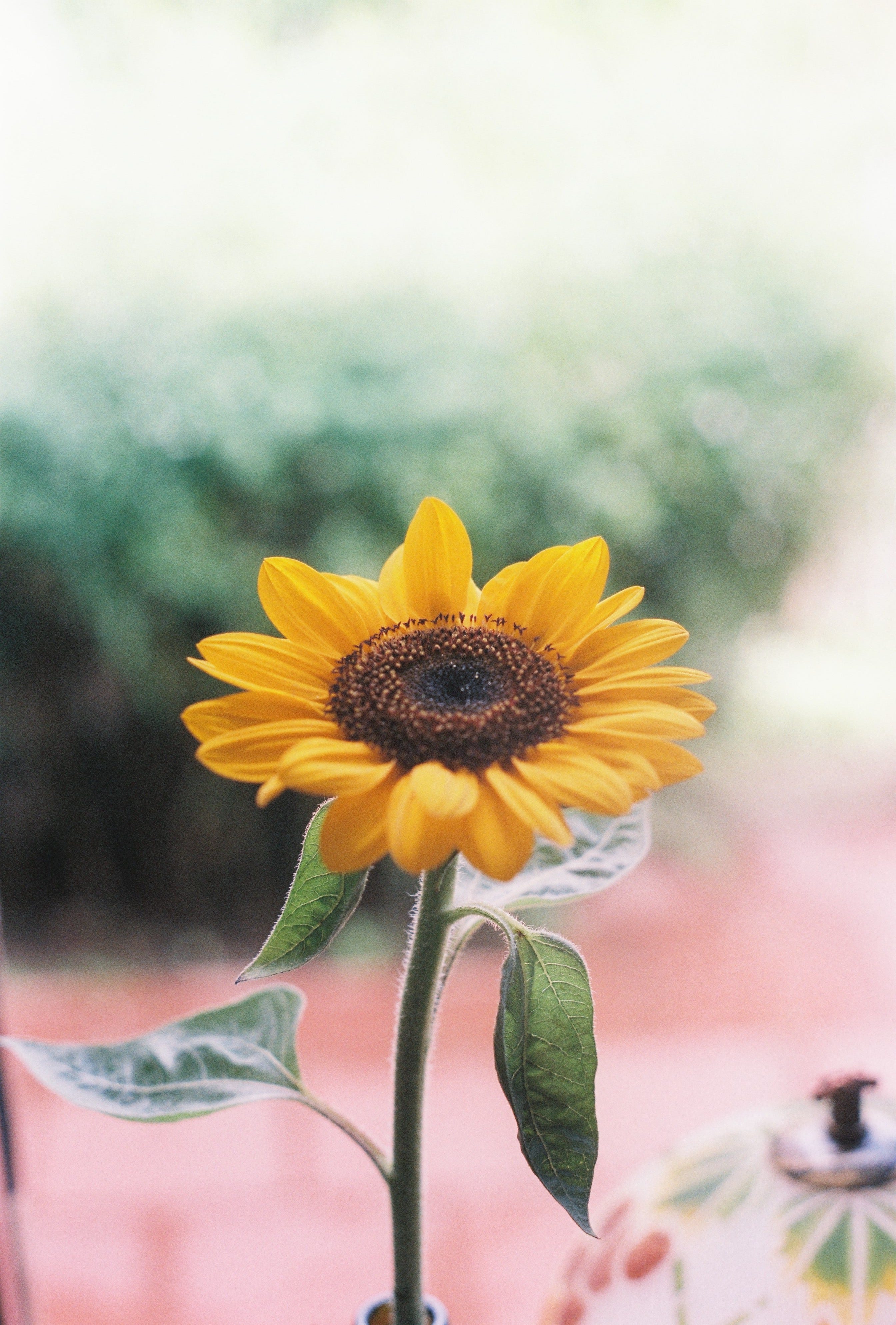 My Truong | Substack