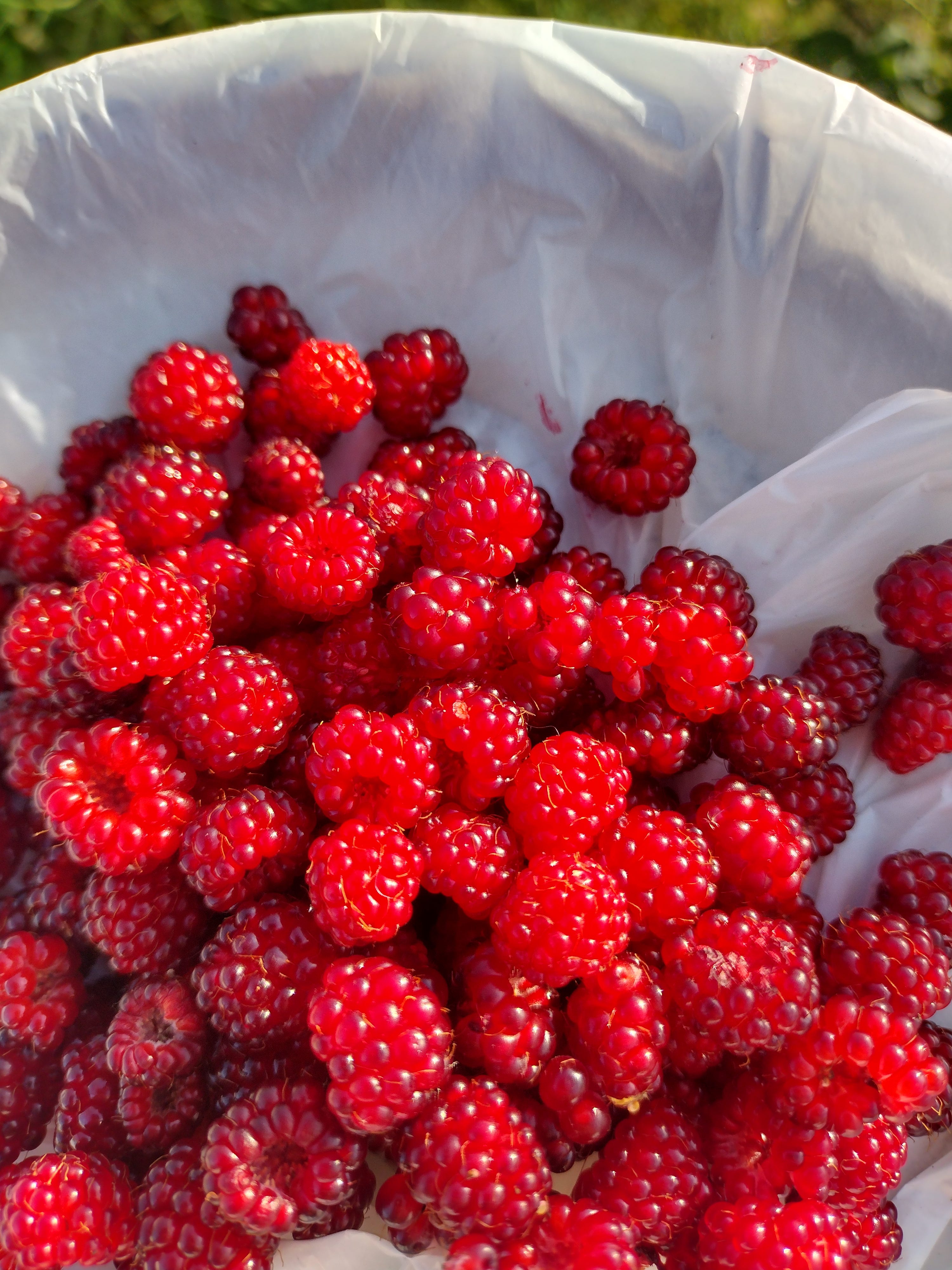 Last of the summer wineberries - Locavore