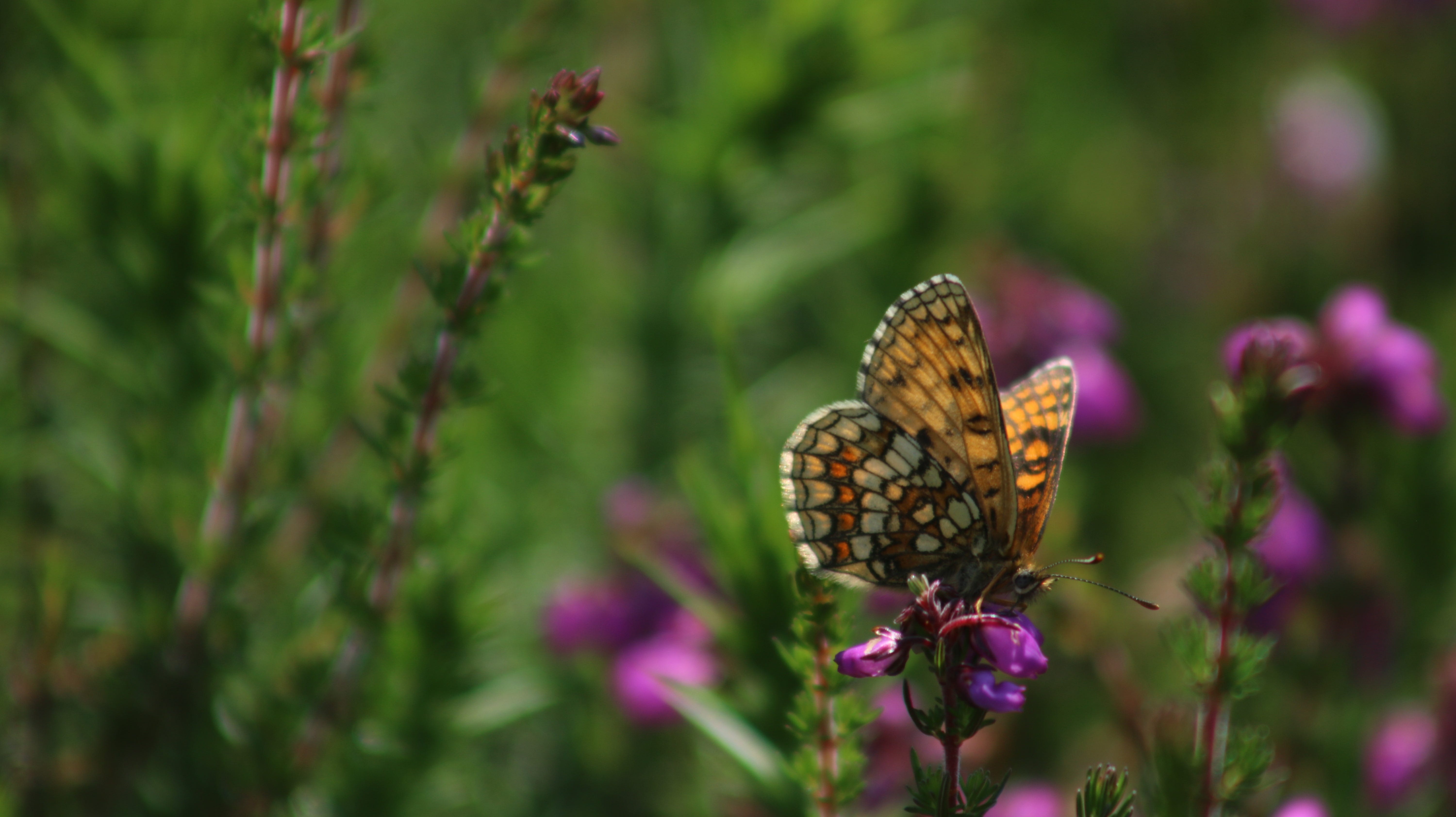 Melitaea athalia - Somerset Confidential