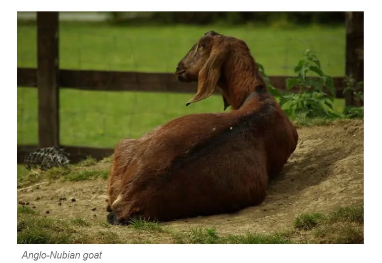 Greatest Of All Time! GOATS - by JovanHuttonPulitzer