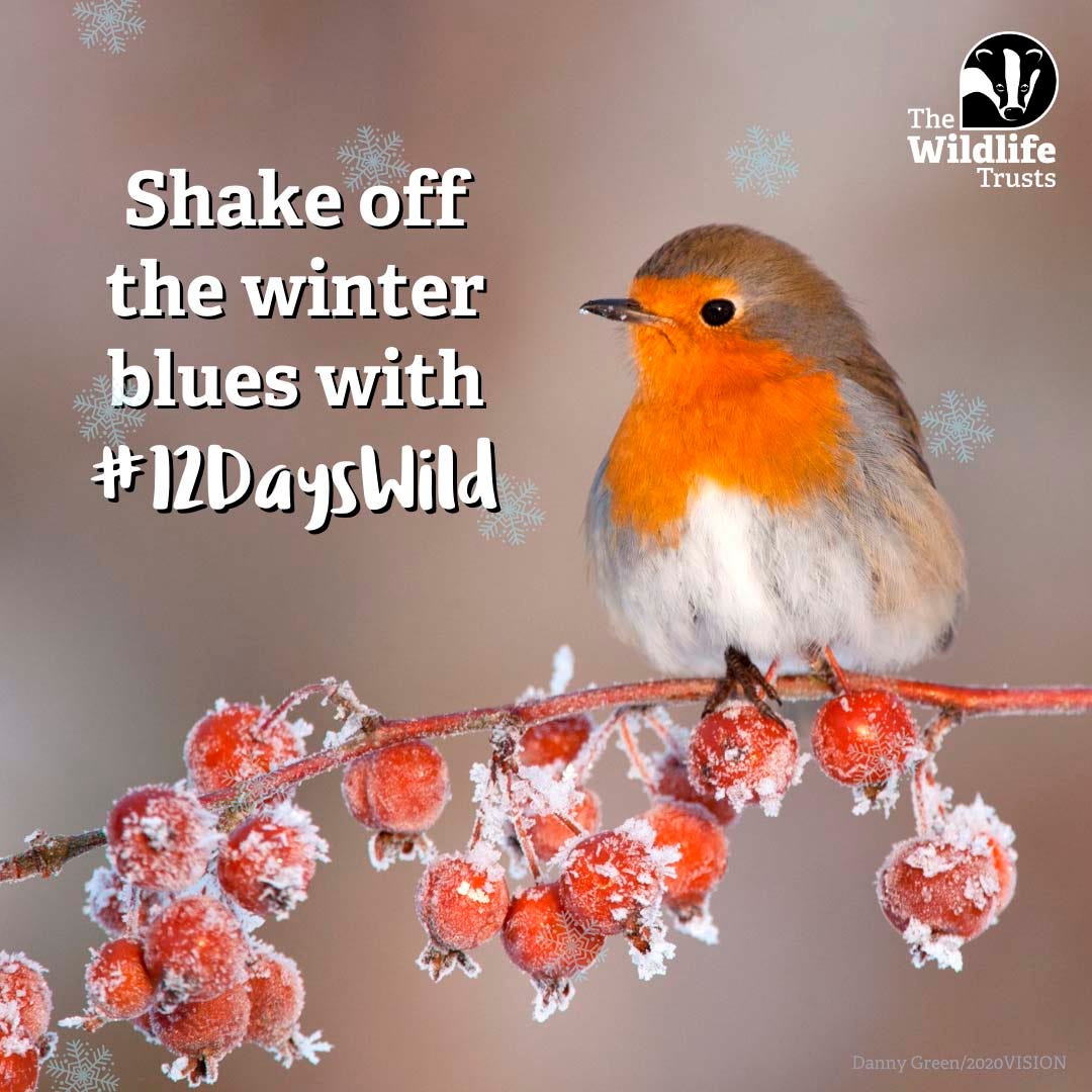 Go 12 Days Wild With The Wildlife Trust