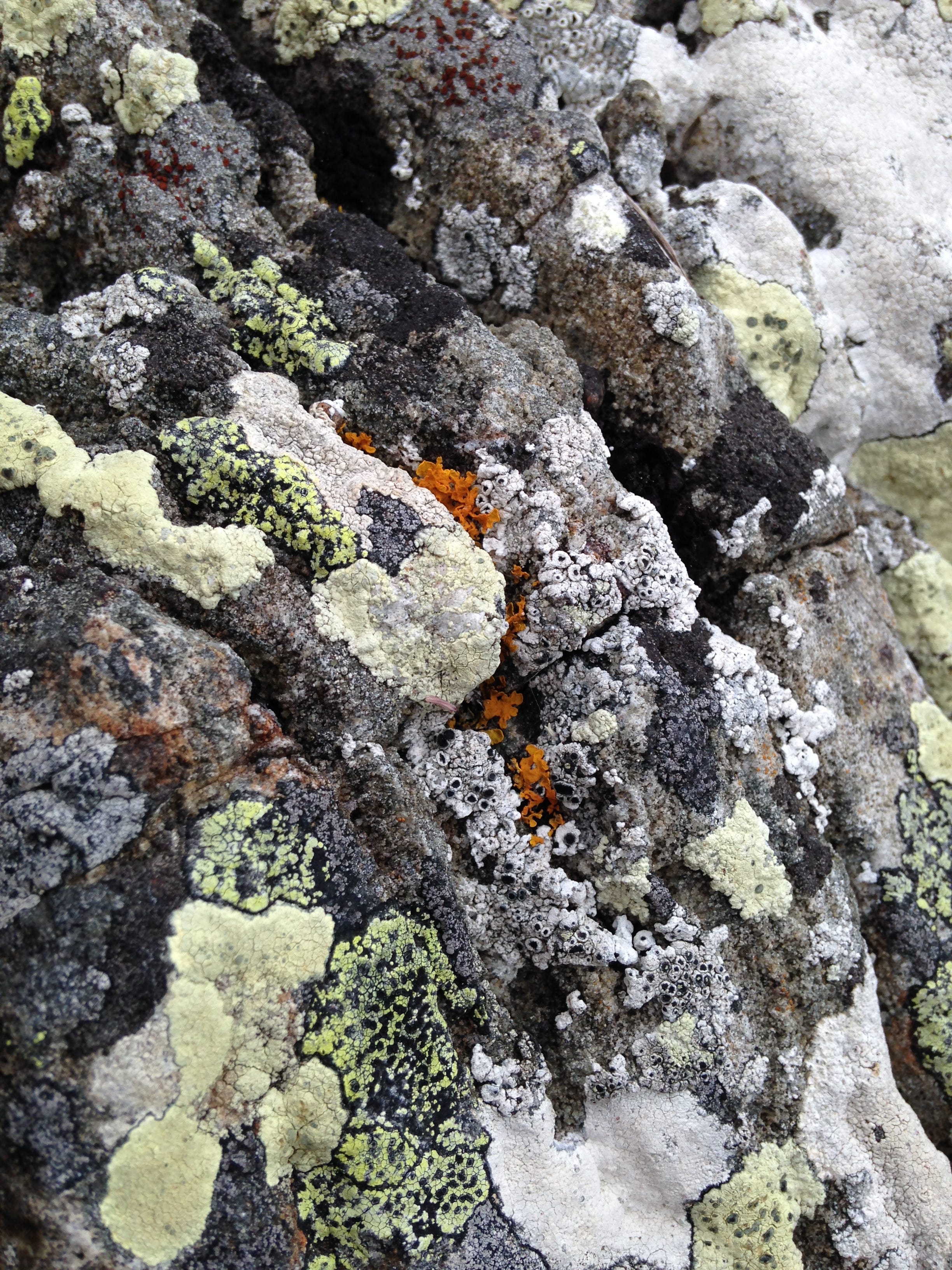 Lichen Unveiled - by High Life Highland Ranger