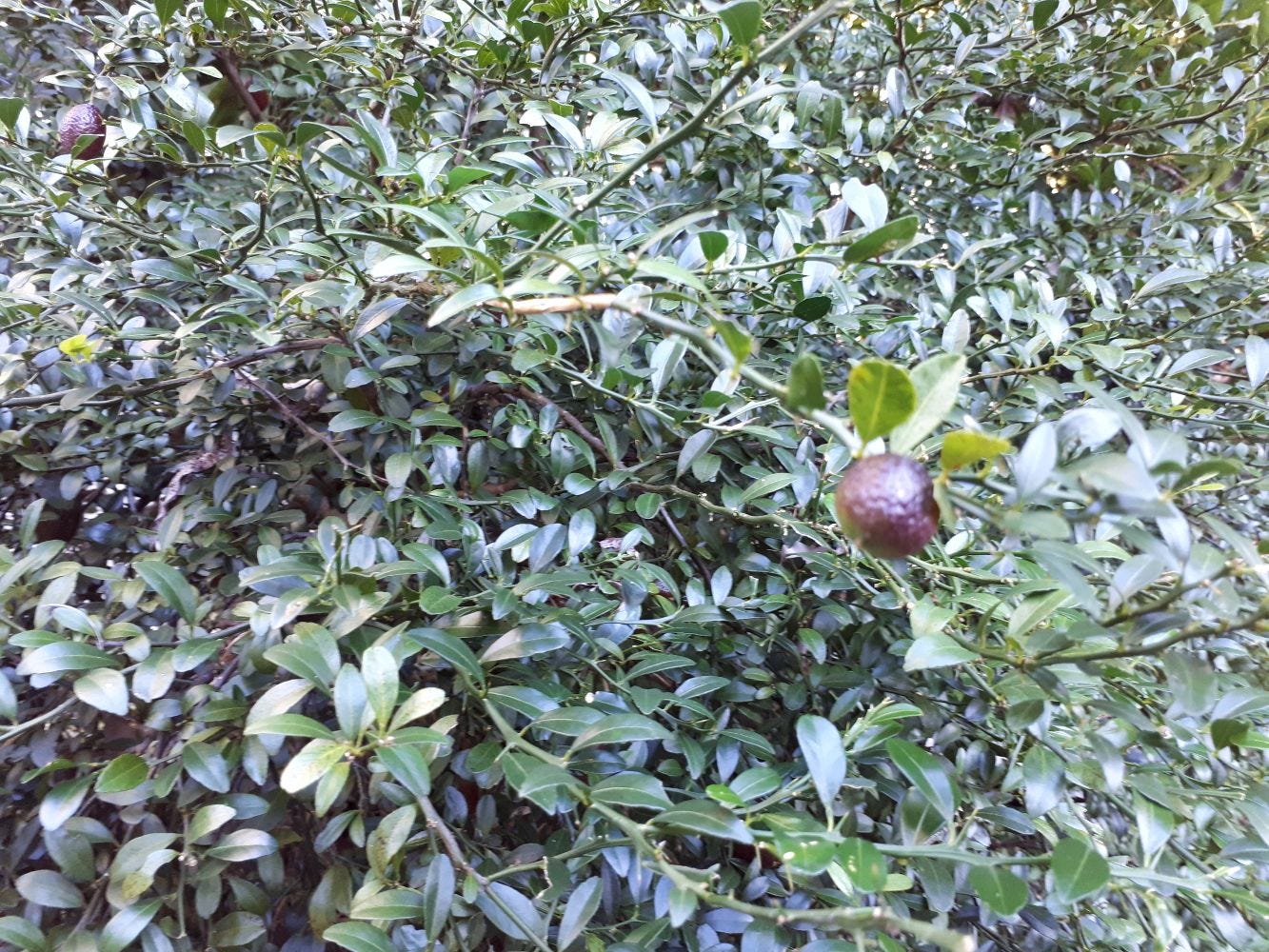Native Limes - by JP - Bush Food Forager