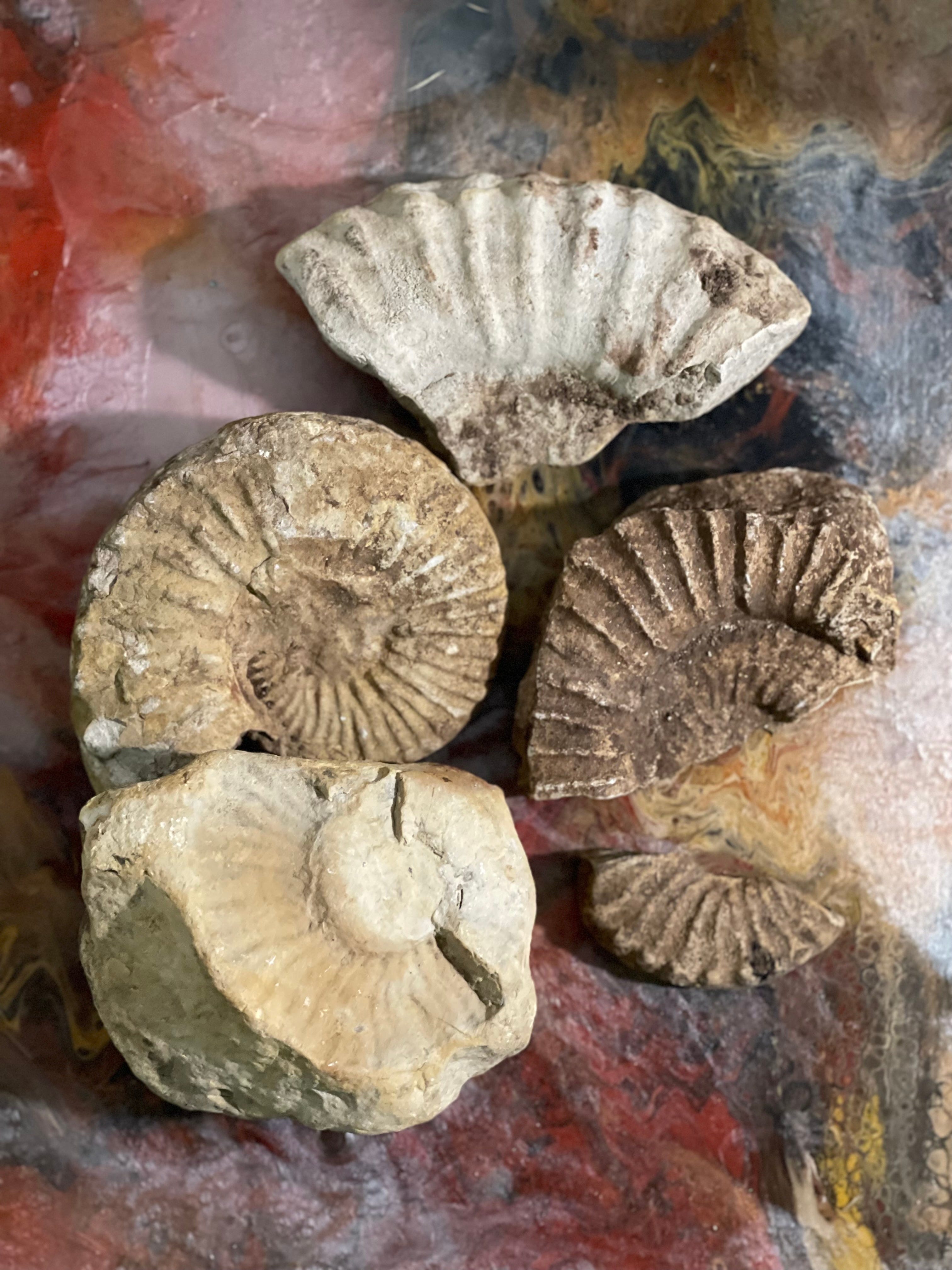 Fossils to Fossils - jodeeneilattorney's Substack