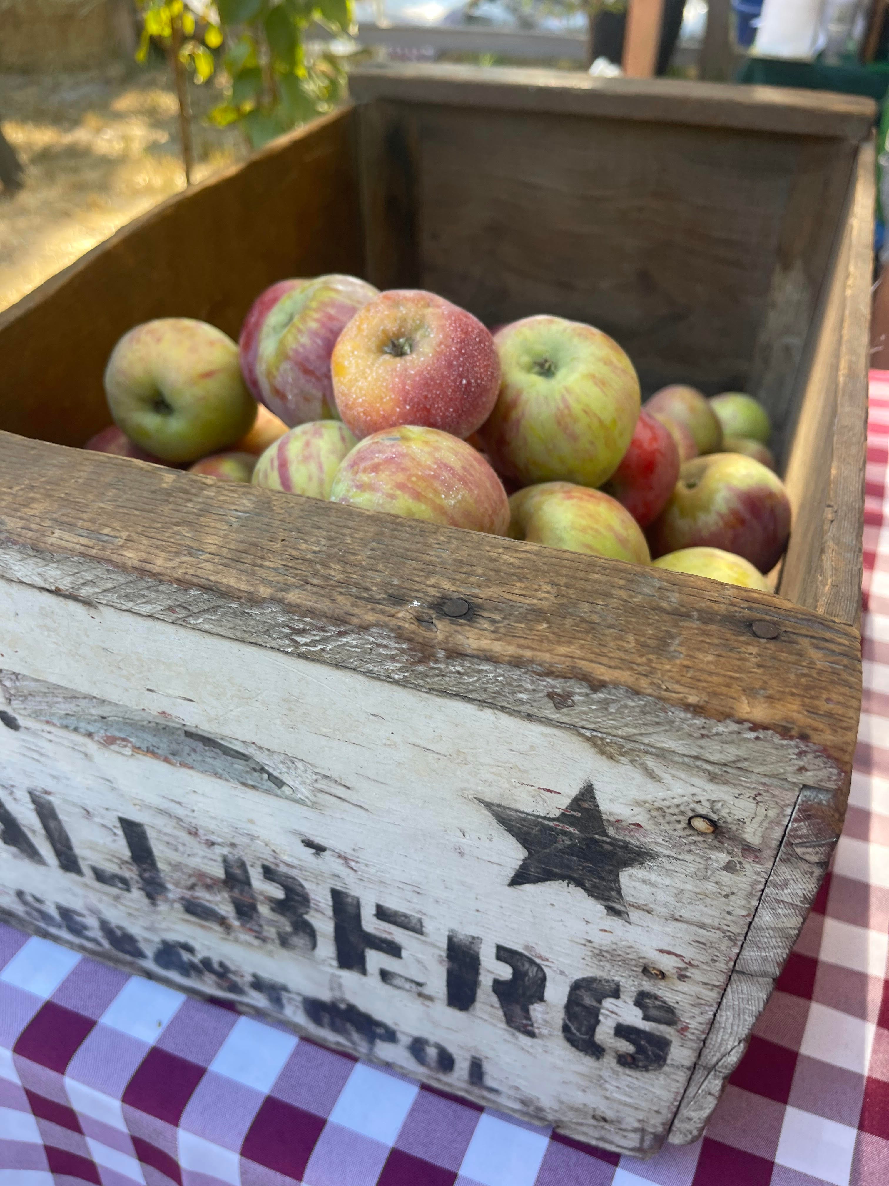 A great weekend at the Gravenstein Apple Fair