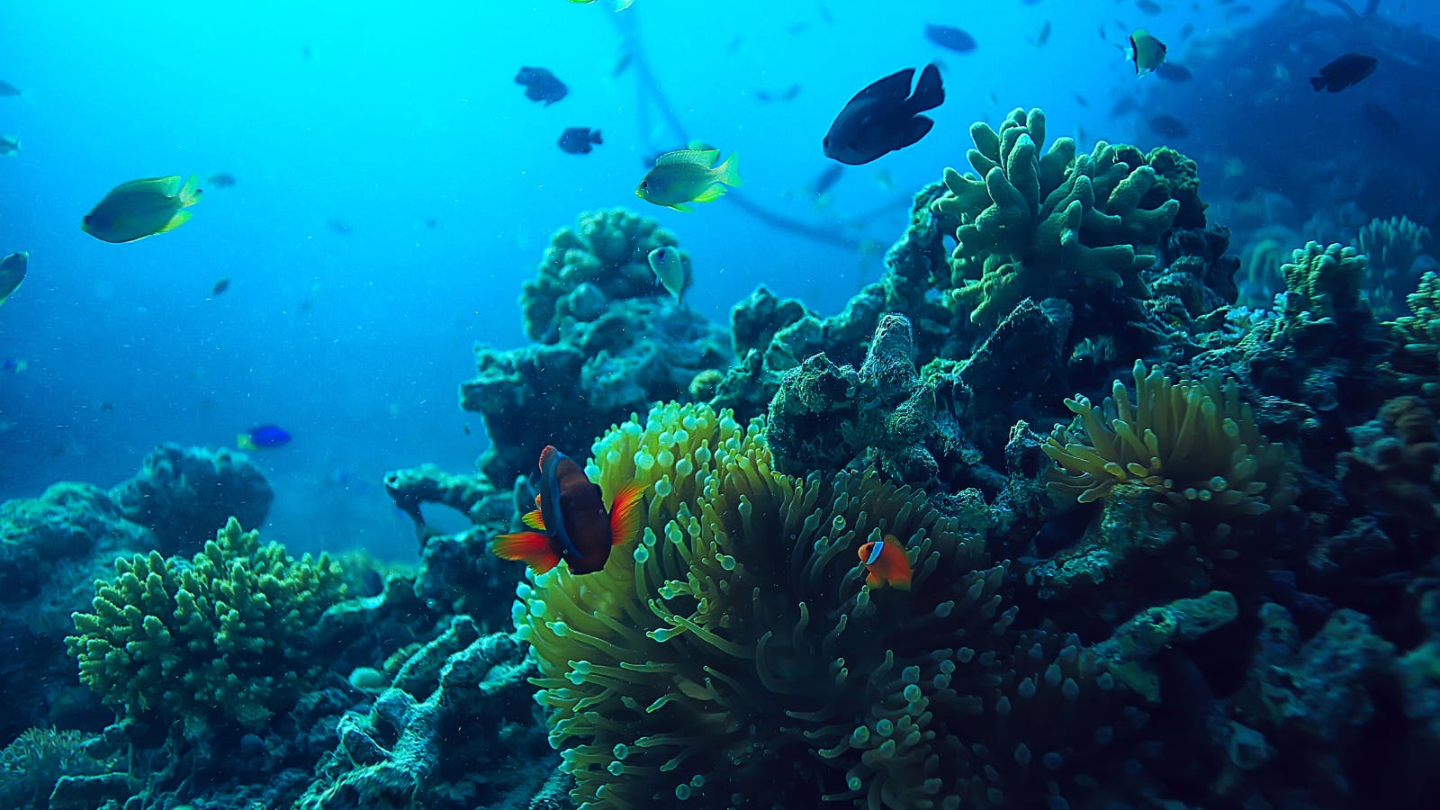 The U.N. High Seas Treaty: Implications for new medical discoveries ...