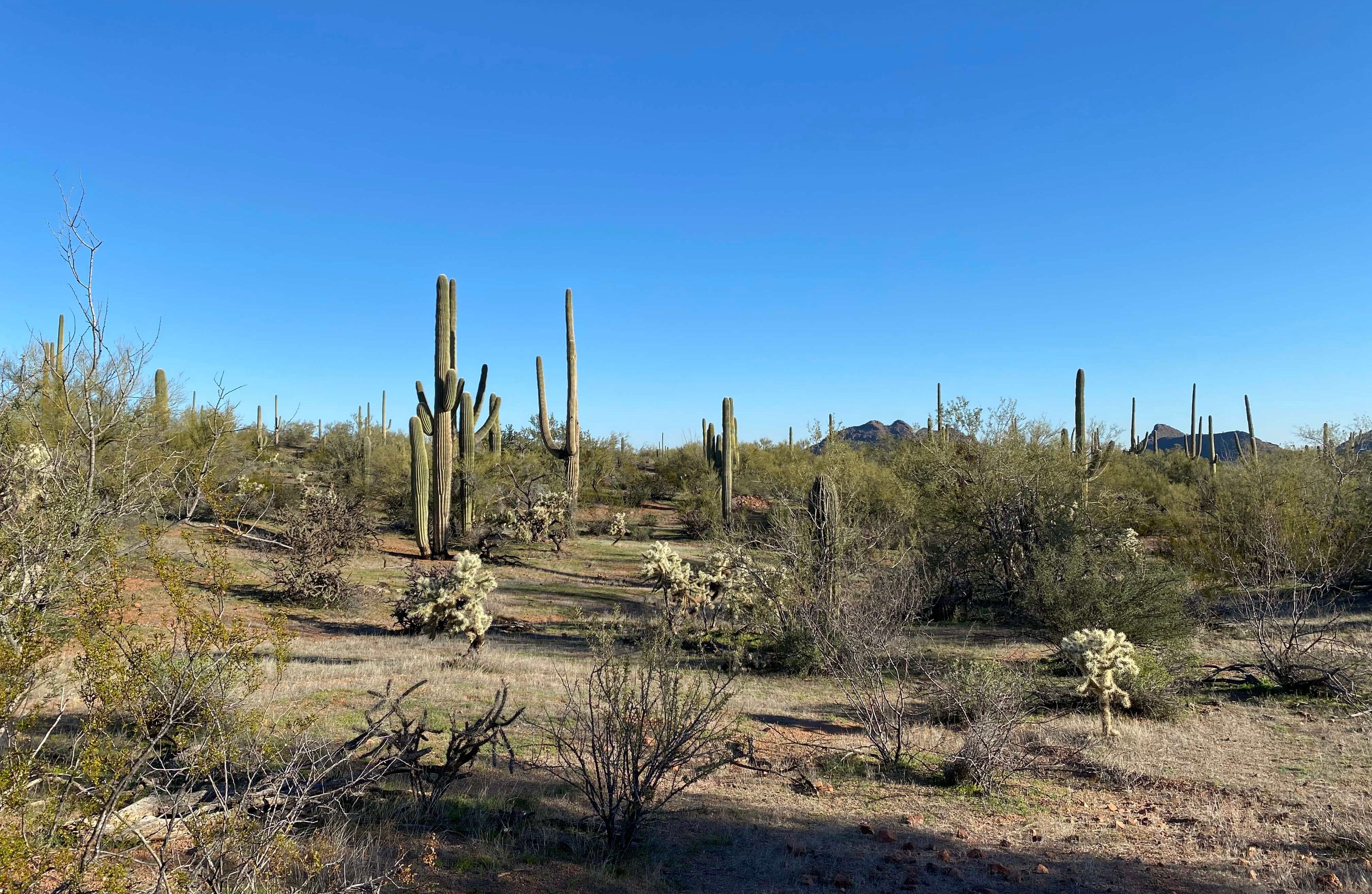 Our time in Tucson! - by Meghan Elisabeth