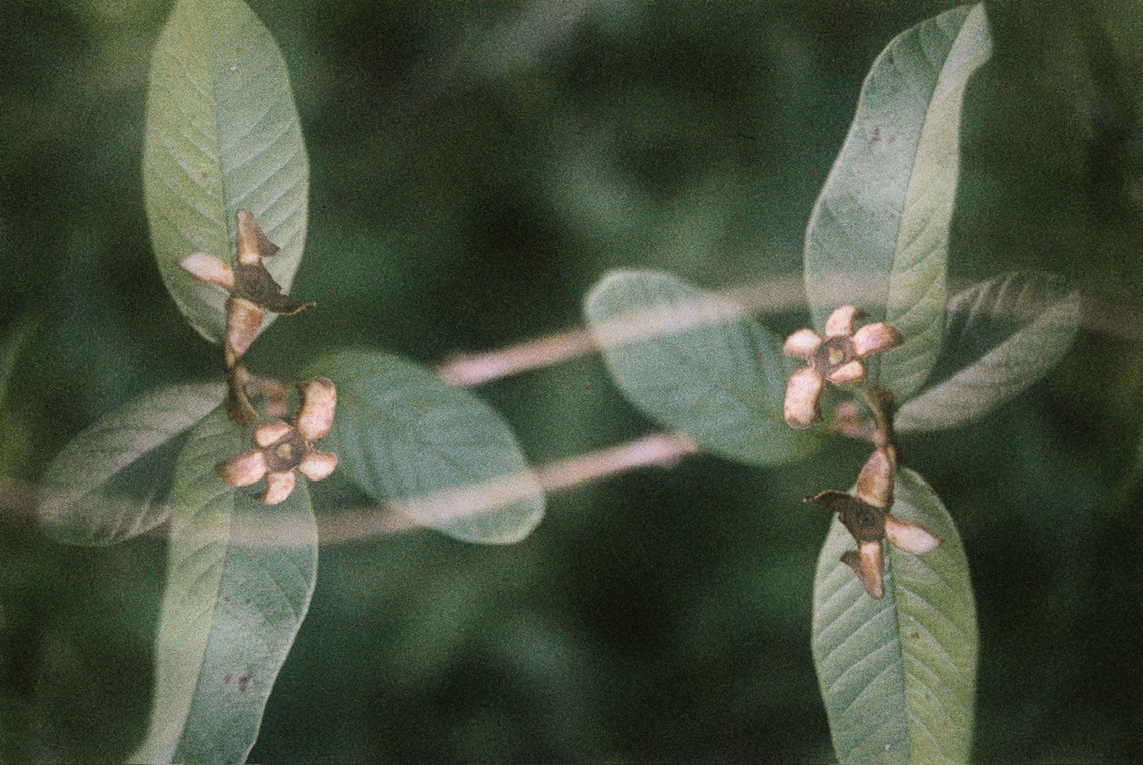 Liberation like Guava - by Steven Casanova and Alex Matzke
