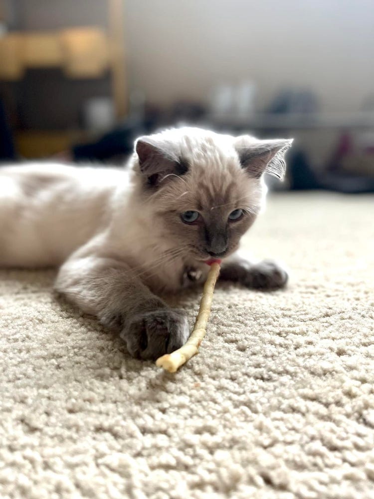 The Collected Life & Sayings of Dwight the #theologycat, Part II