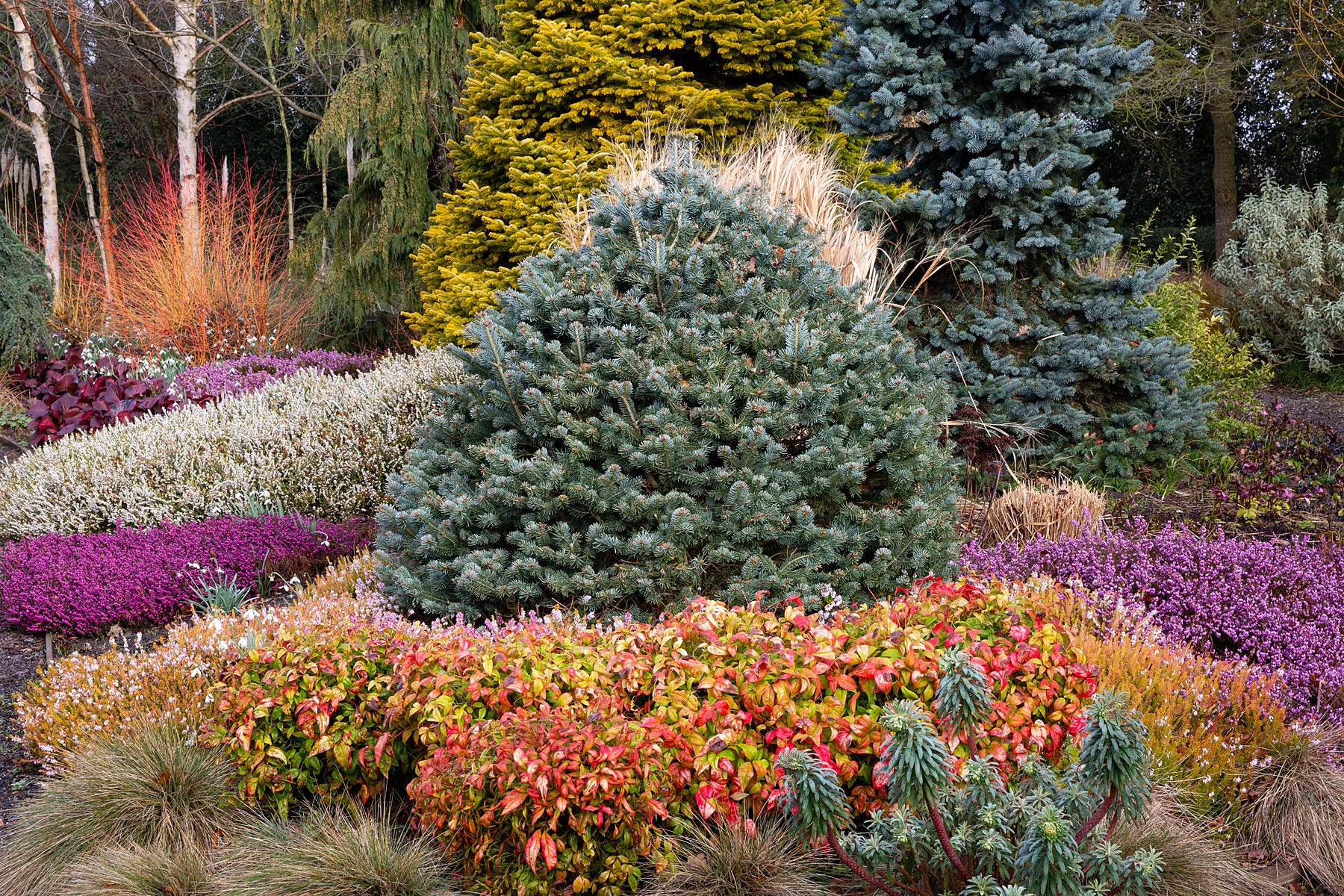 Conifer Triumvirate [the rock band] - by Chris Young