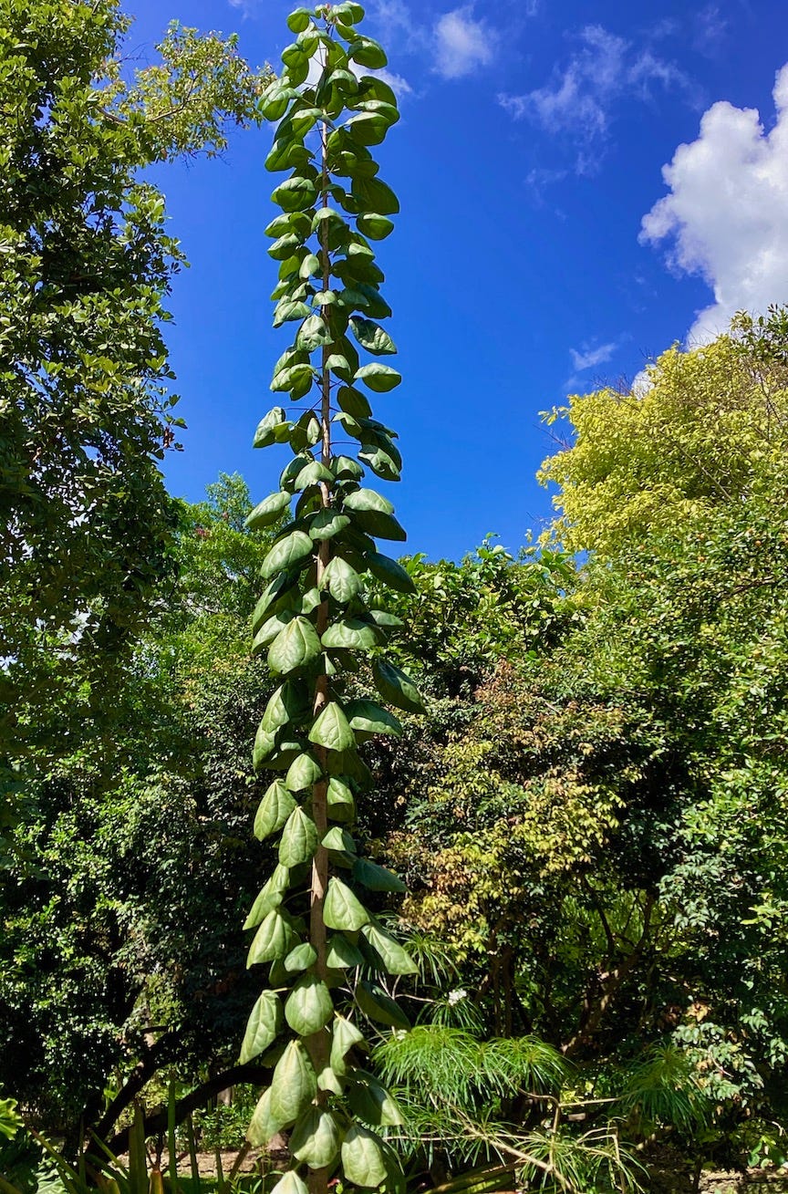 In Praise of Leaves - Trackless Wild with Janisse Ray