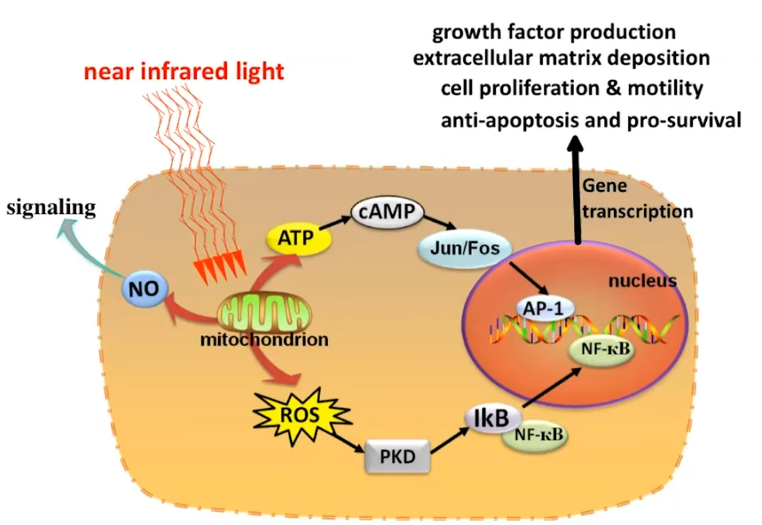 Why Does Red Light Therapy Work? - by Cameron Borg