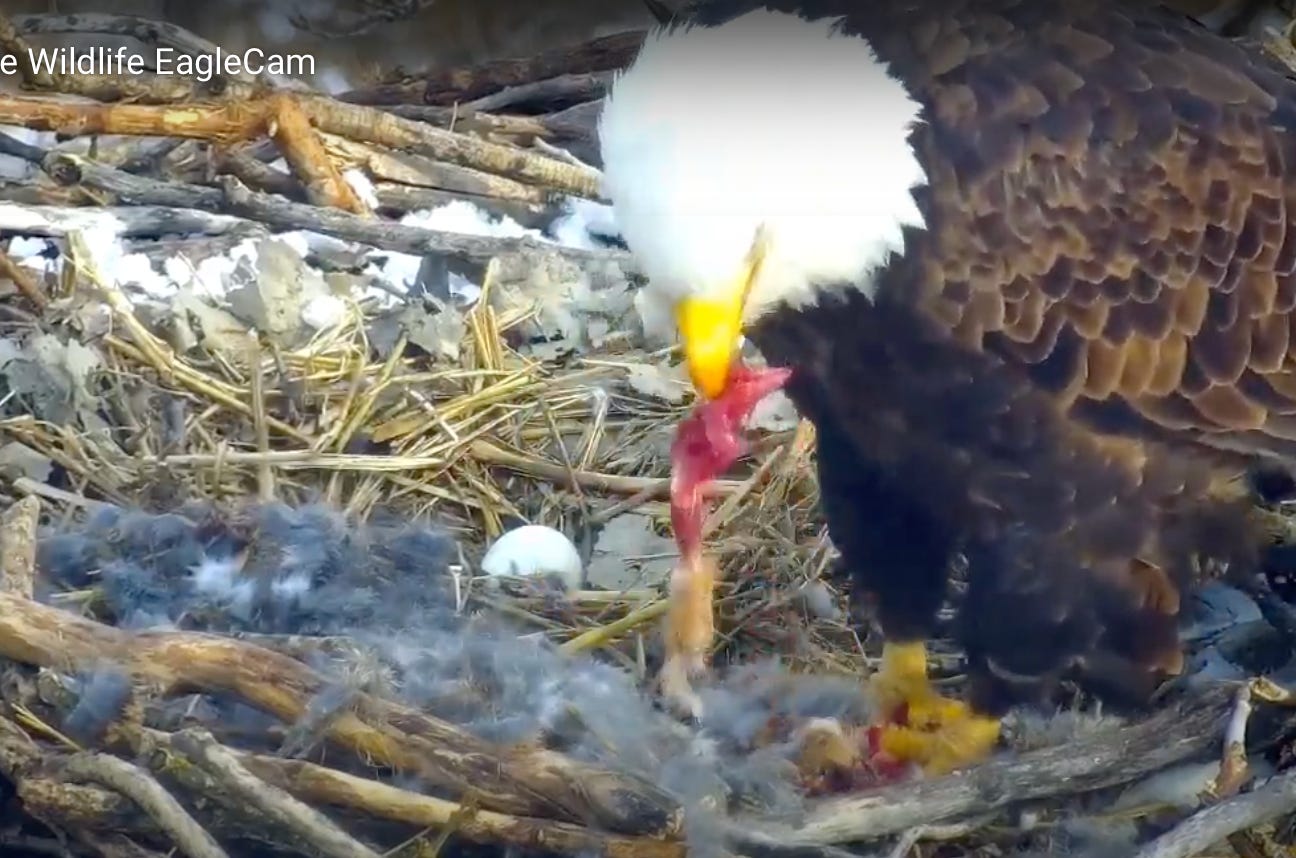 Bald Eagles lay first eggs before blizzard arrives