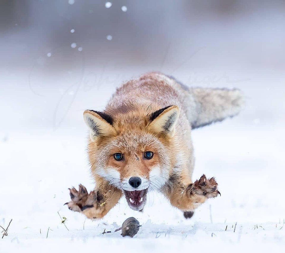 Foxes Study Mouse Behaviors - Freedom Fox