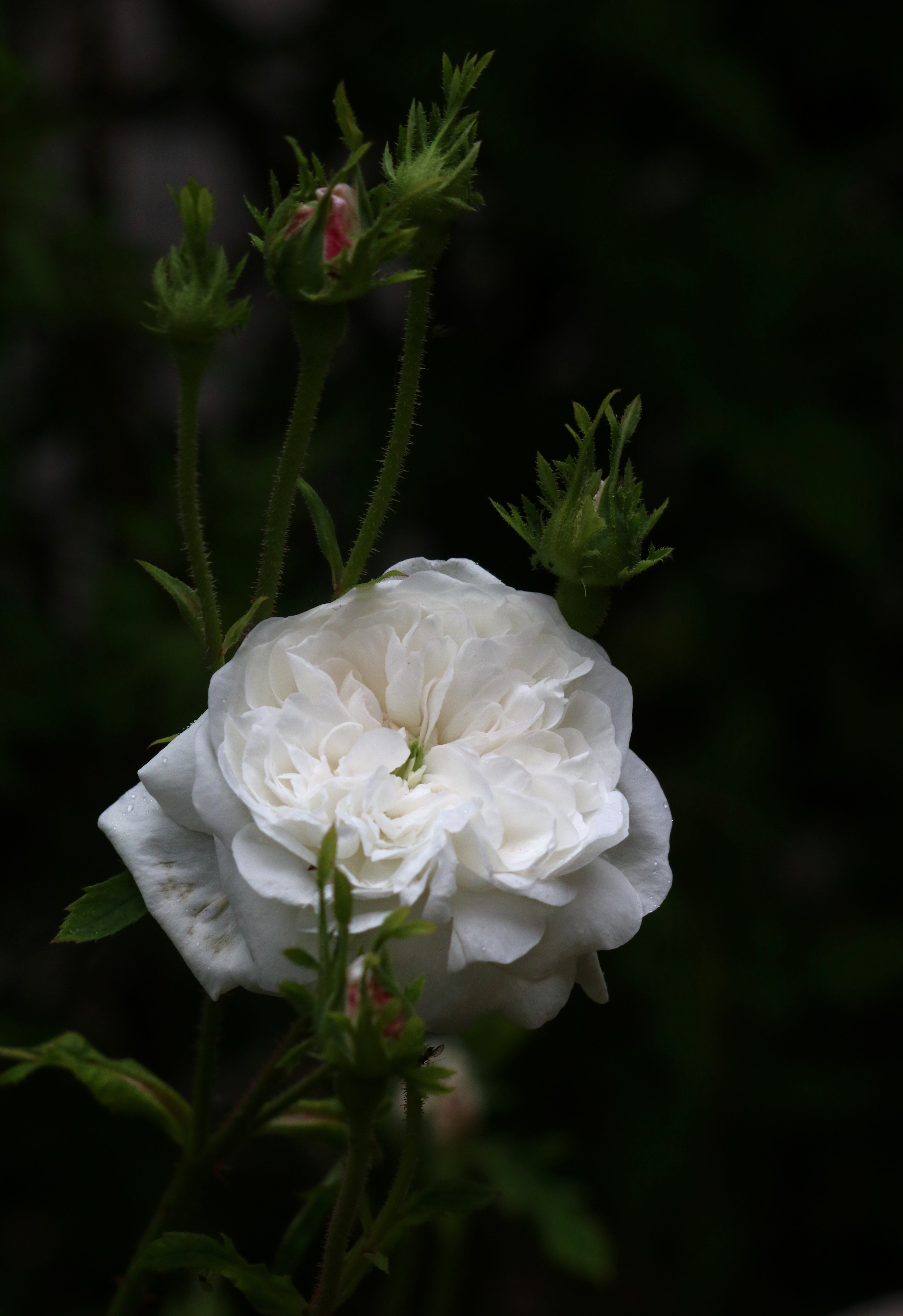 Flowering passions - by deborah vass - still sketching