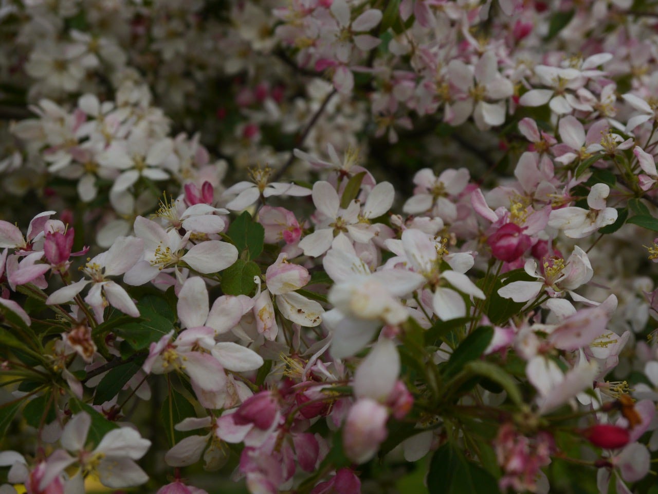 The Third Way - by Kristina Stykos - Vermont Ridgerunner