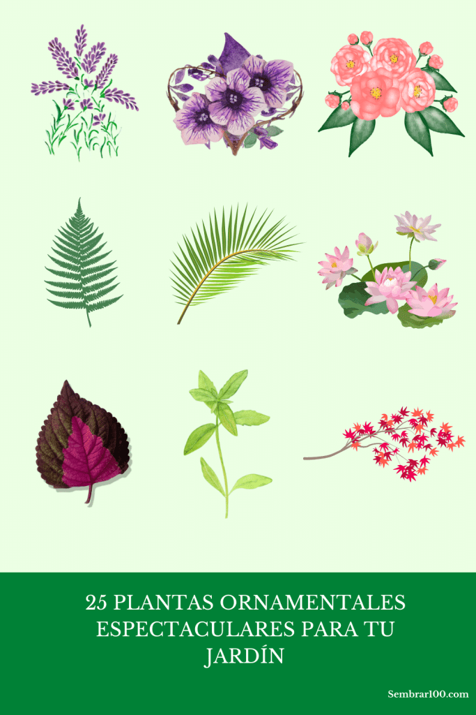 25 Plantas Ornamentales para tu Jardín