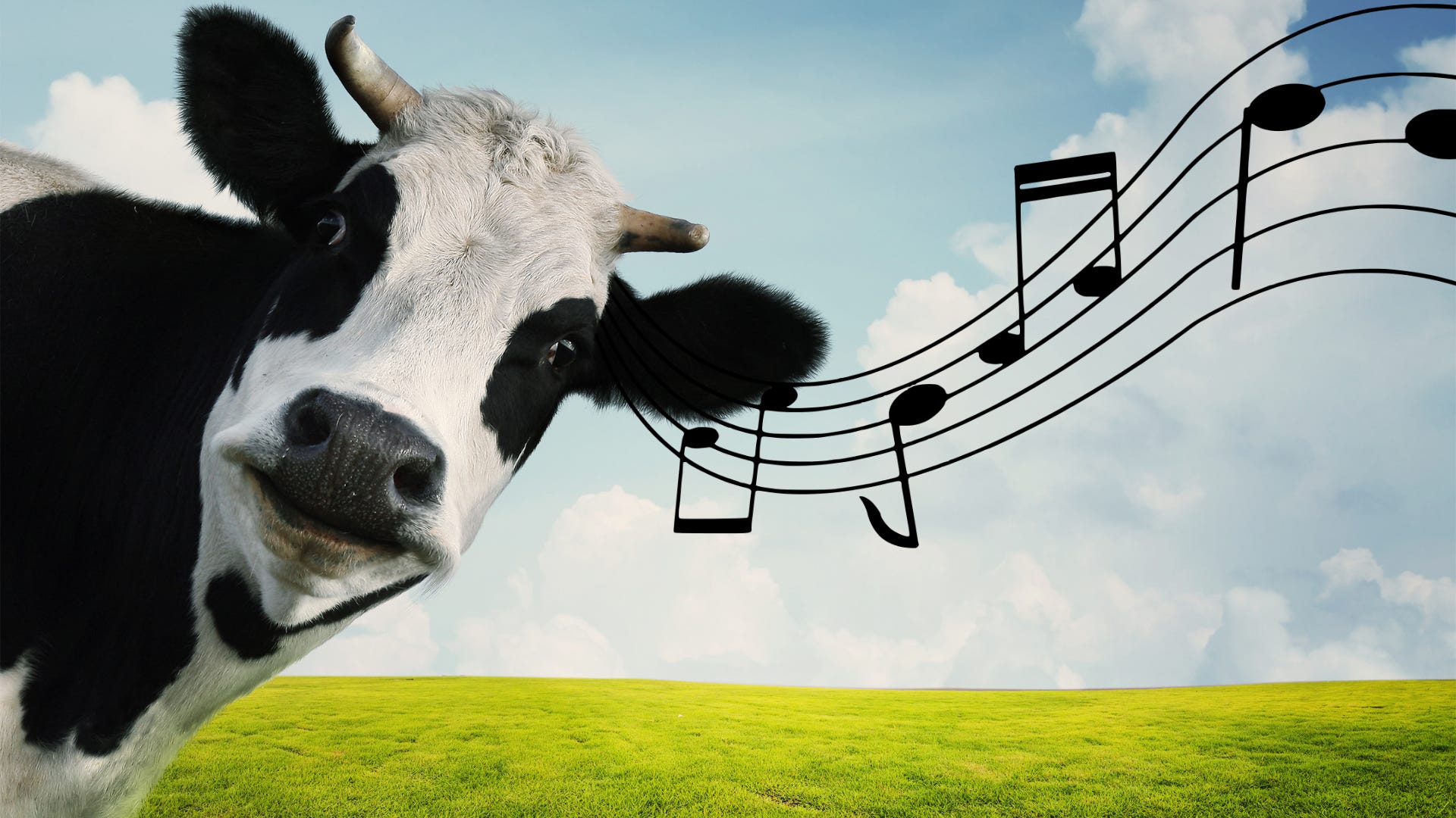 Why cows love to jazz it up - by Jaylan Sims - Eco Compass