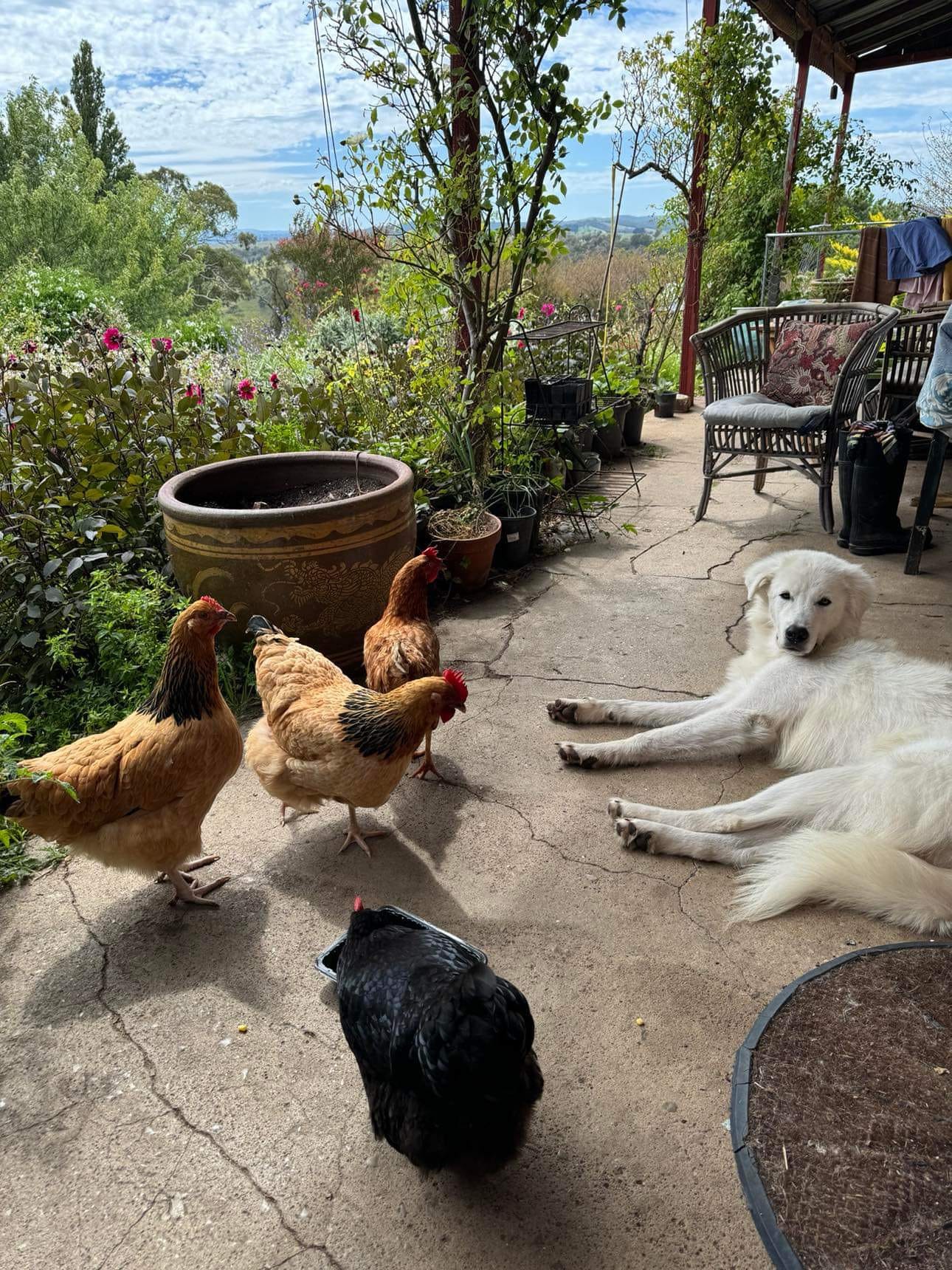 Introducing our dog to the chickens - by East Springs Farm