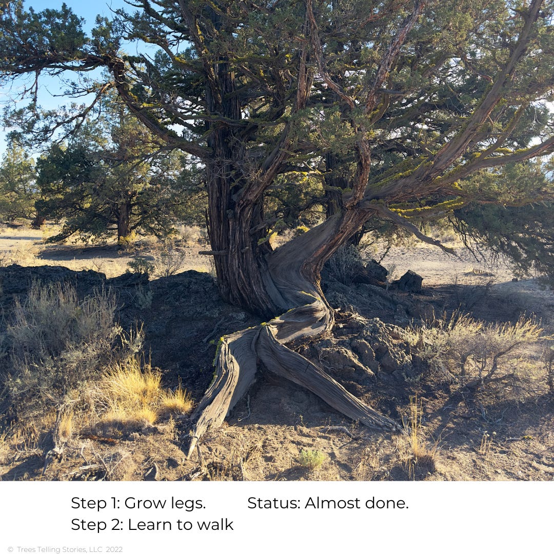 The Trees Talk Back! - The Trees Telling Stories Substack