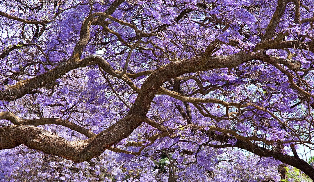 Jacaranda Time - by Carol Shamon - Carol’s Substack