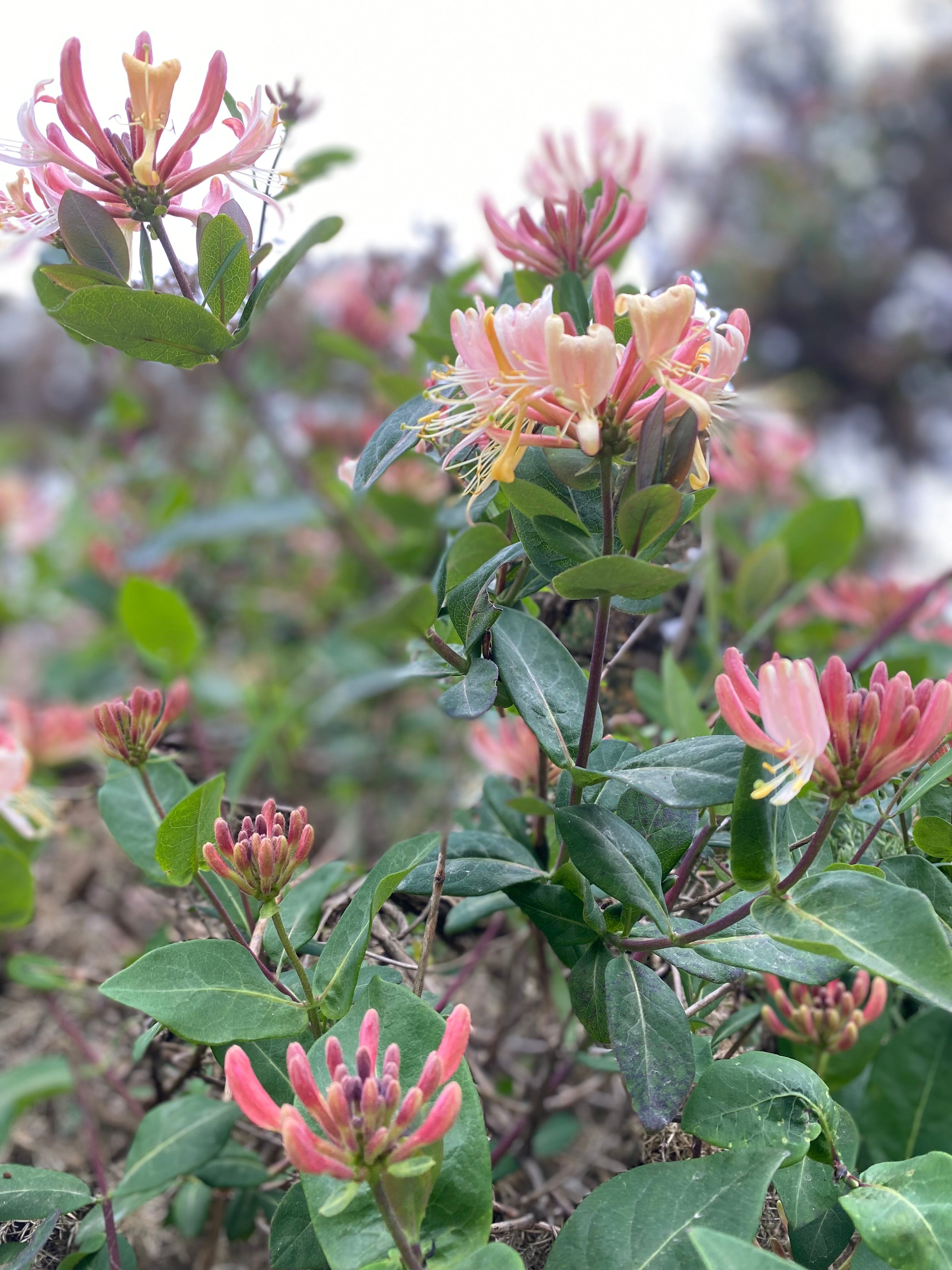 Nature's Hum - by Imogen Ashwin - Bracken & Wrack