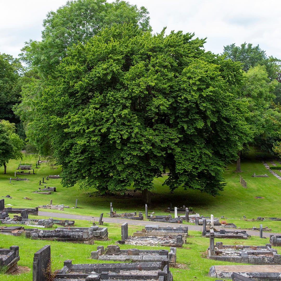 91. Merridale Monument - by Paul Wood - The Street Tree