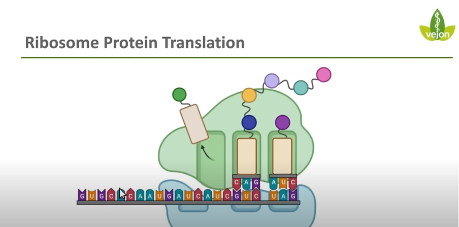 MORE BAD NEWS ABOUT THE COVID “VACCINES” - GENETIC FRAME SHIFT IN 30% ...