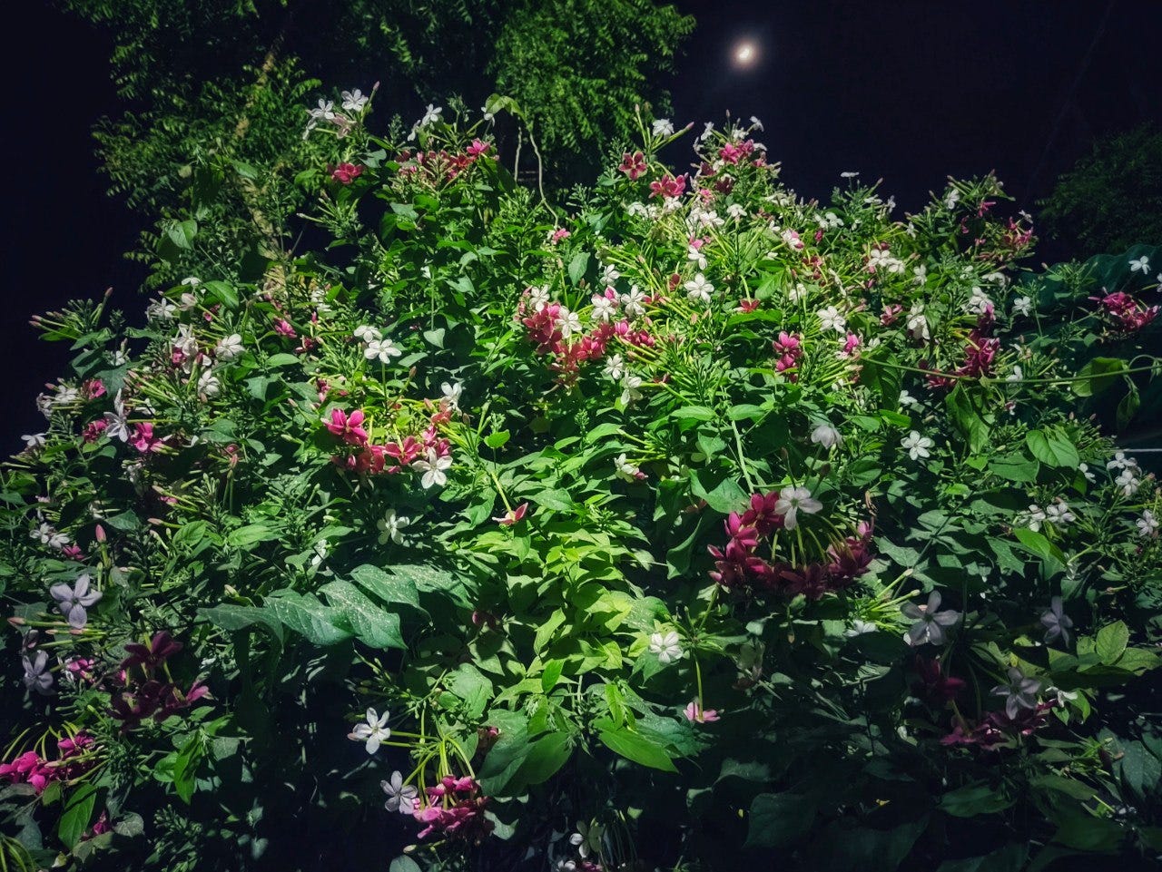 Memories of my Nani's House - Shreya’s Substack