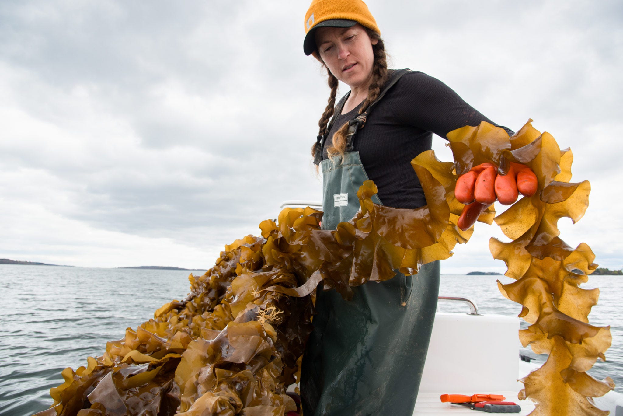 The Sea Farming Sisters in Recovery - by Jennifer Adler