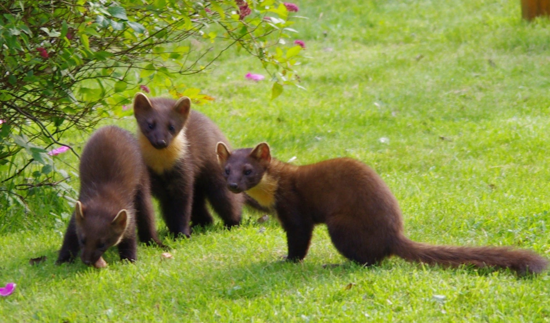 Discovering the Elusive Pine Marten