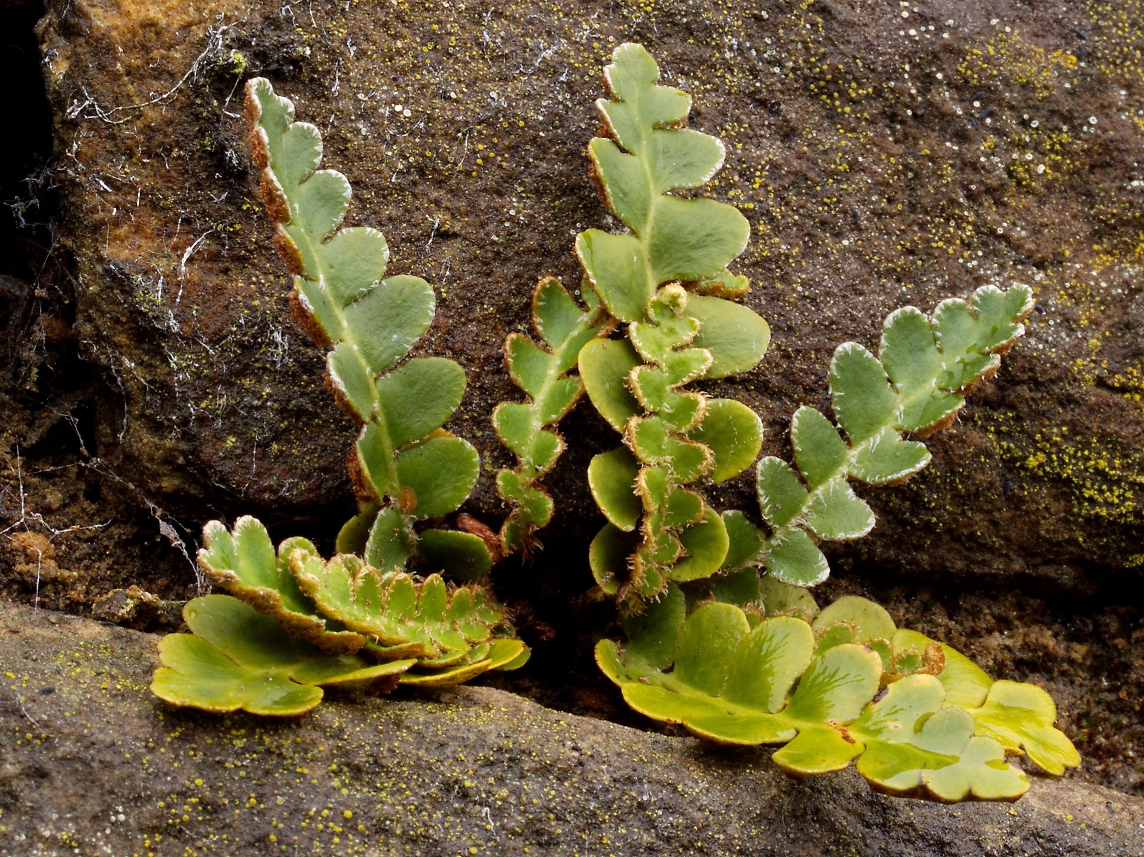 What To Look For In November - by David Bocking