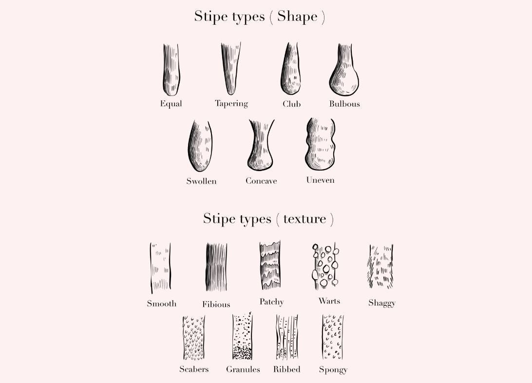Mushrooms Dissected: Essential Anatomy for Foragers 🍄🔍