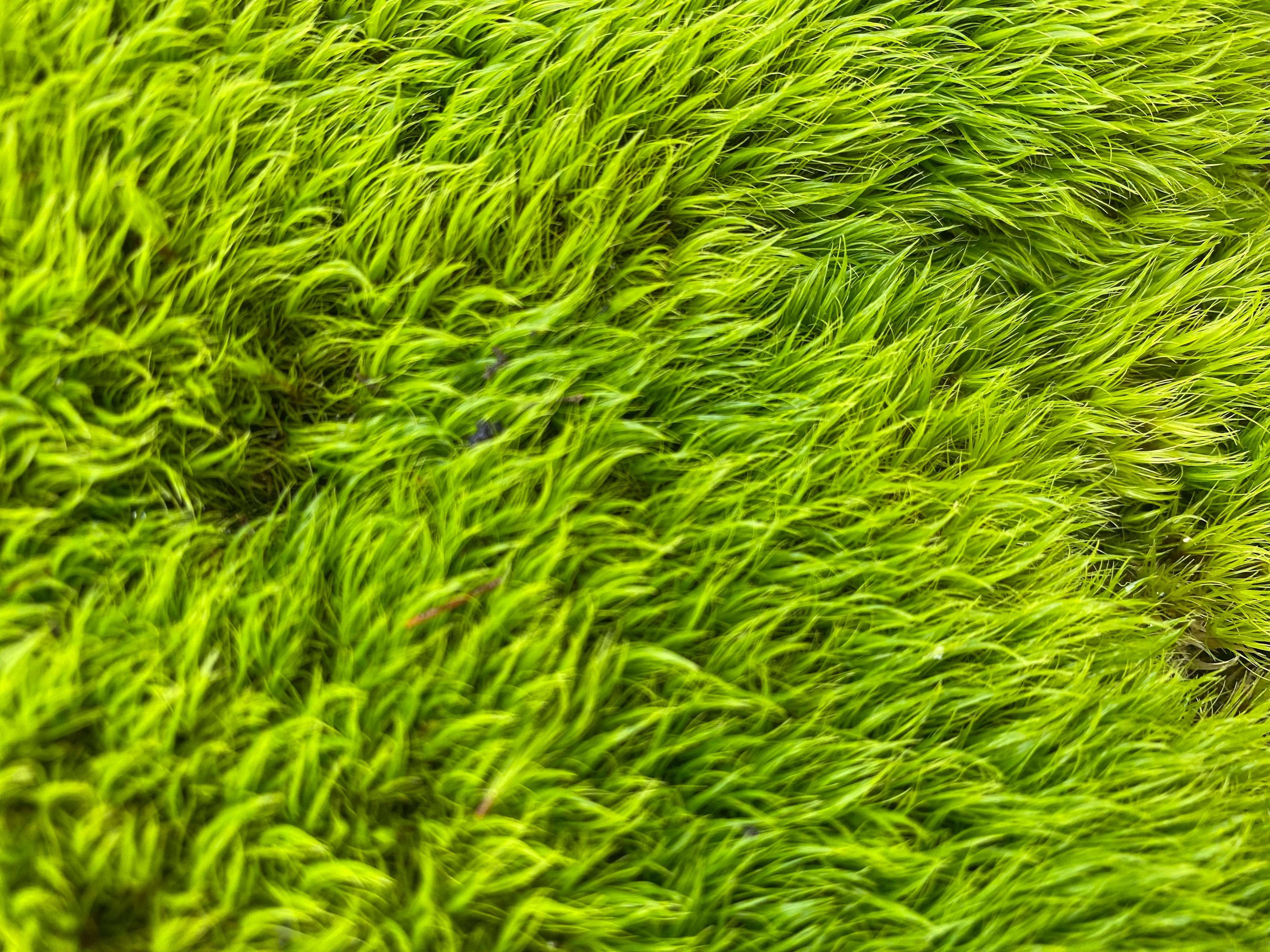 The Art and Revolution of Self Care - by tonya lemos arts