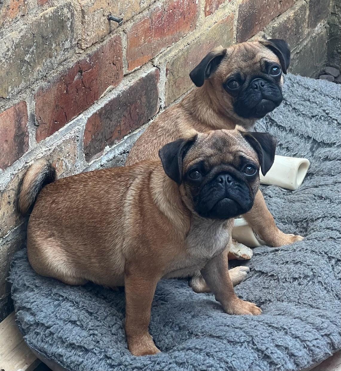 Family Affairs - A Pug's Gallery