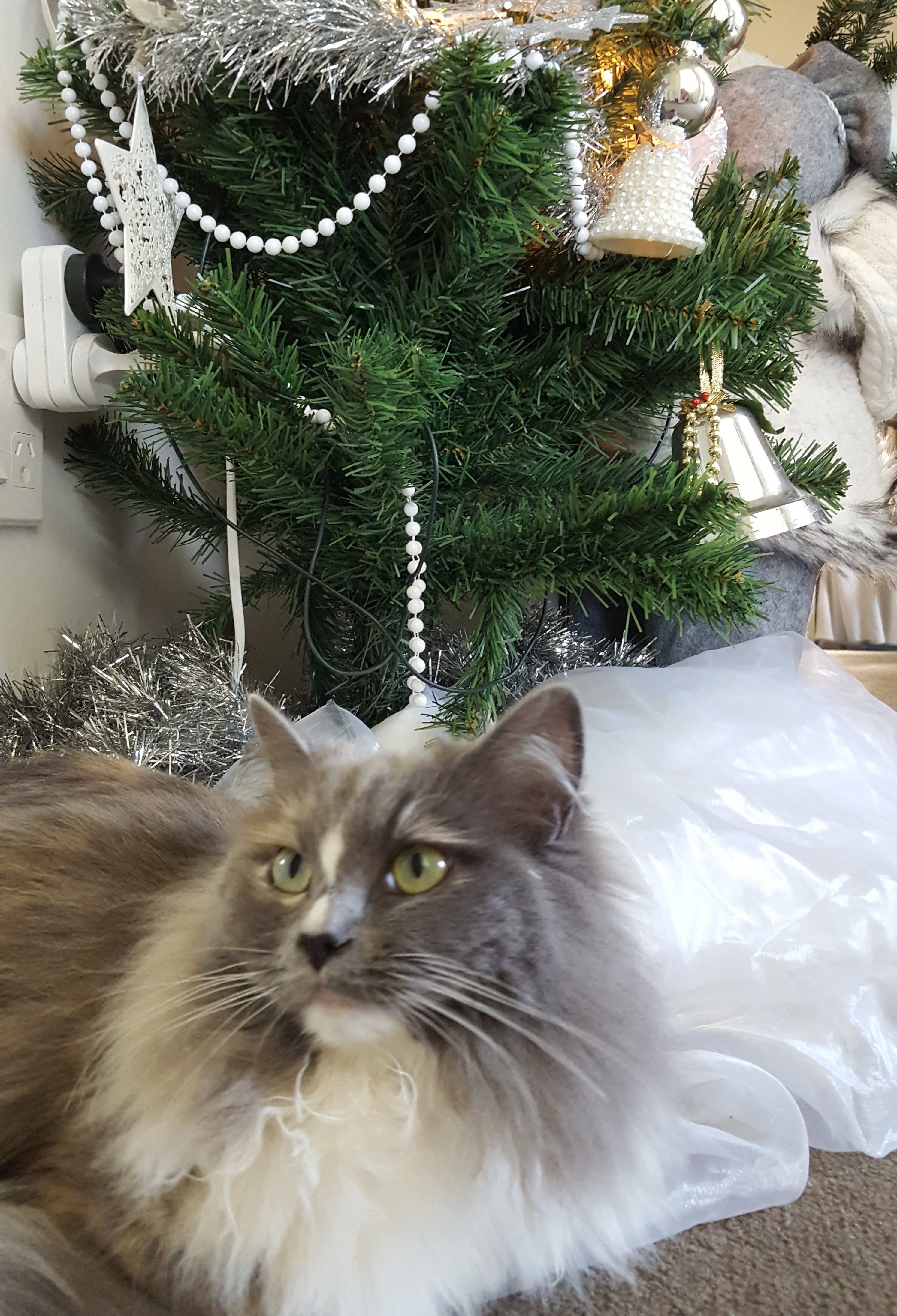 Counting Down to Christmas - 6th December