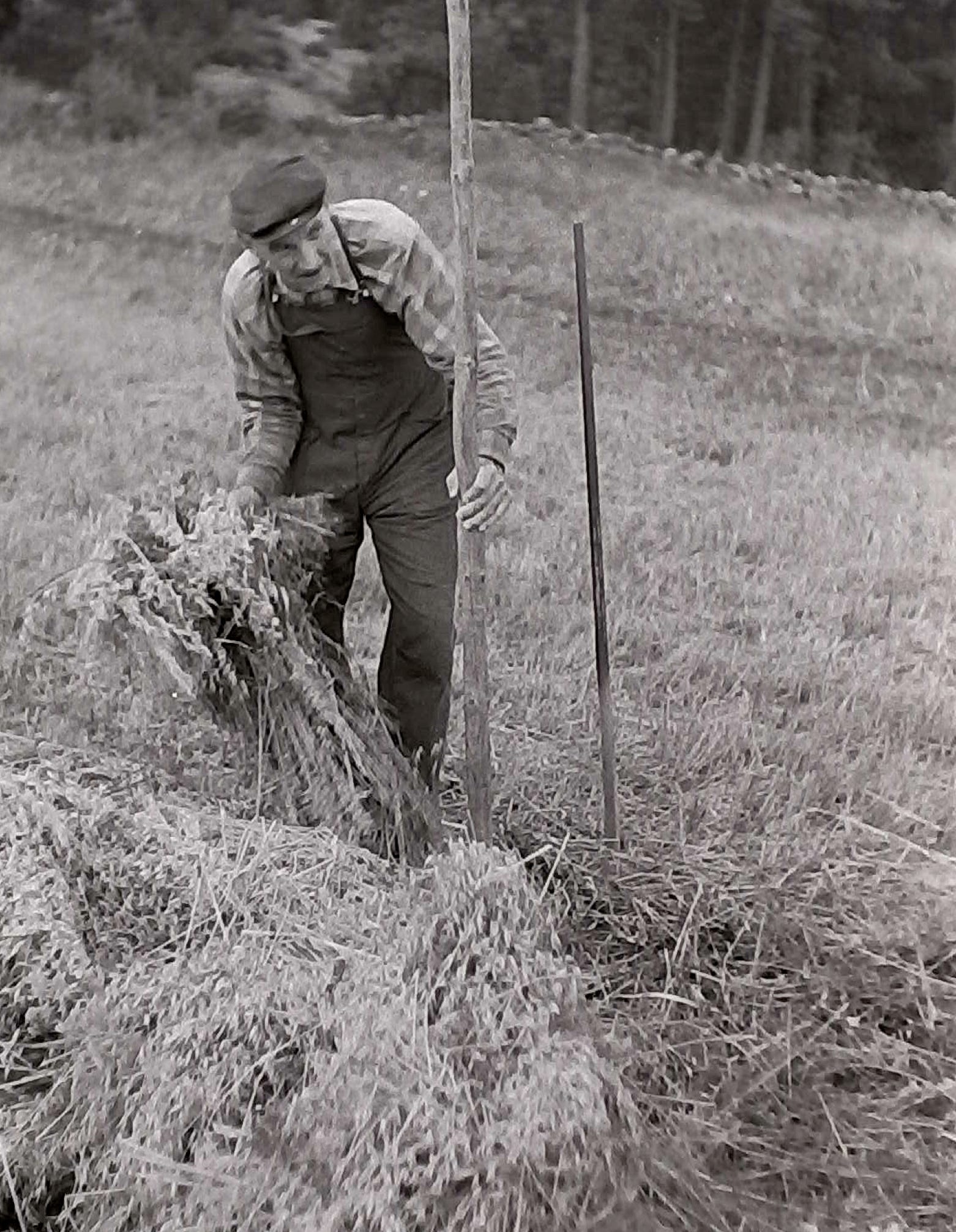 Skörd hos lahallspôjka - Dan Korns Substack