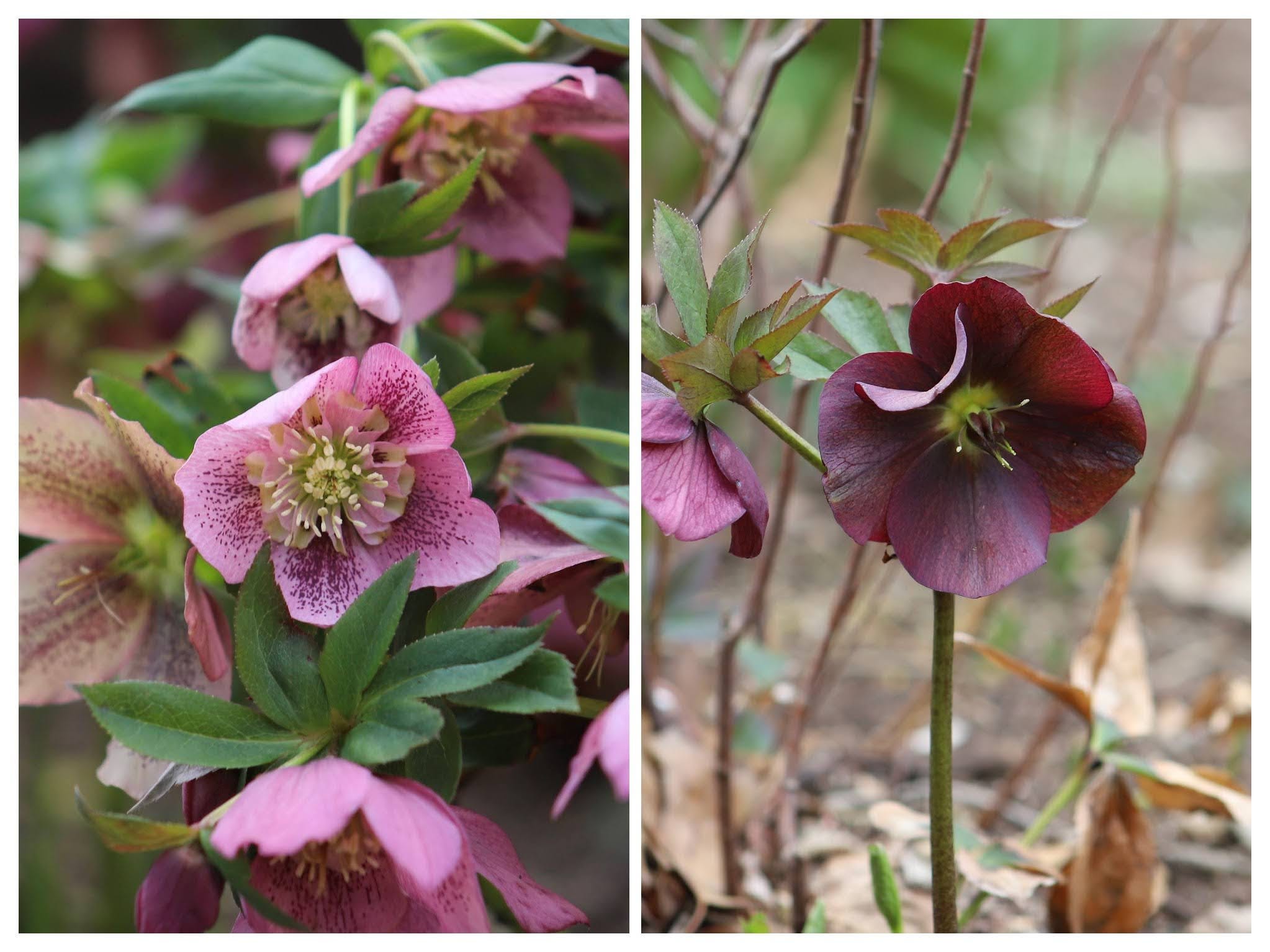 Garden Gram 1: Making a Hellebore Posy - by Susie Middleton