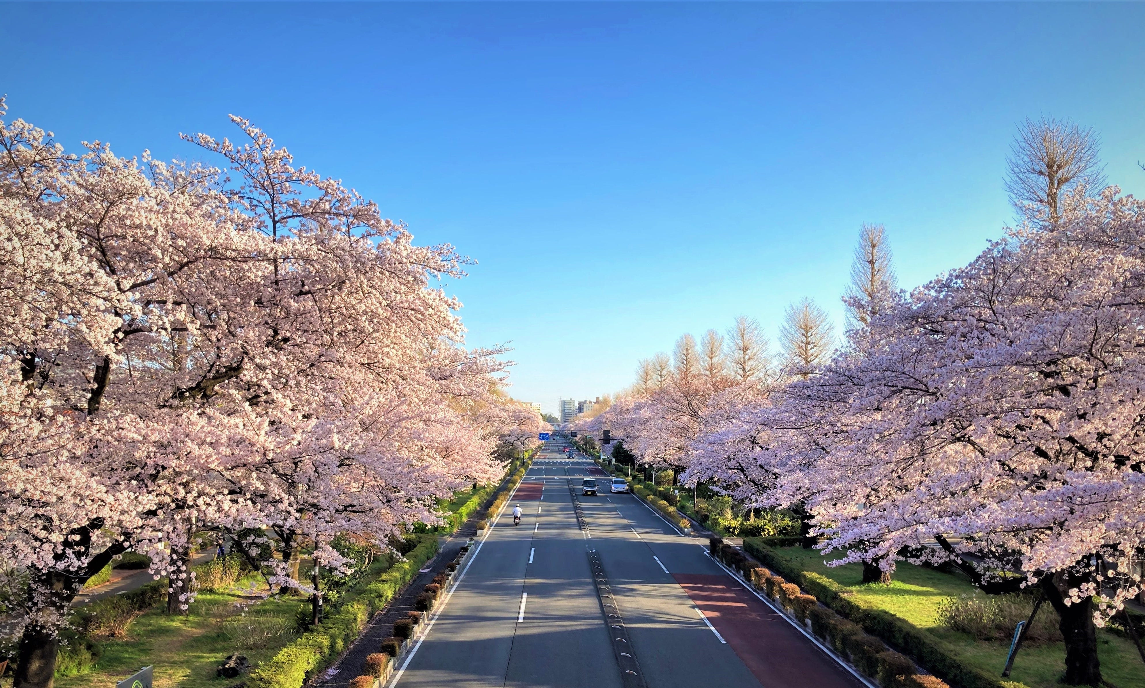 #49 Sakura (Cherry blossoms) in Japan - by Hideo Tanikawa