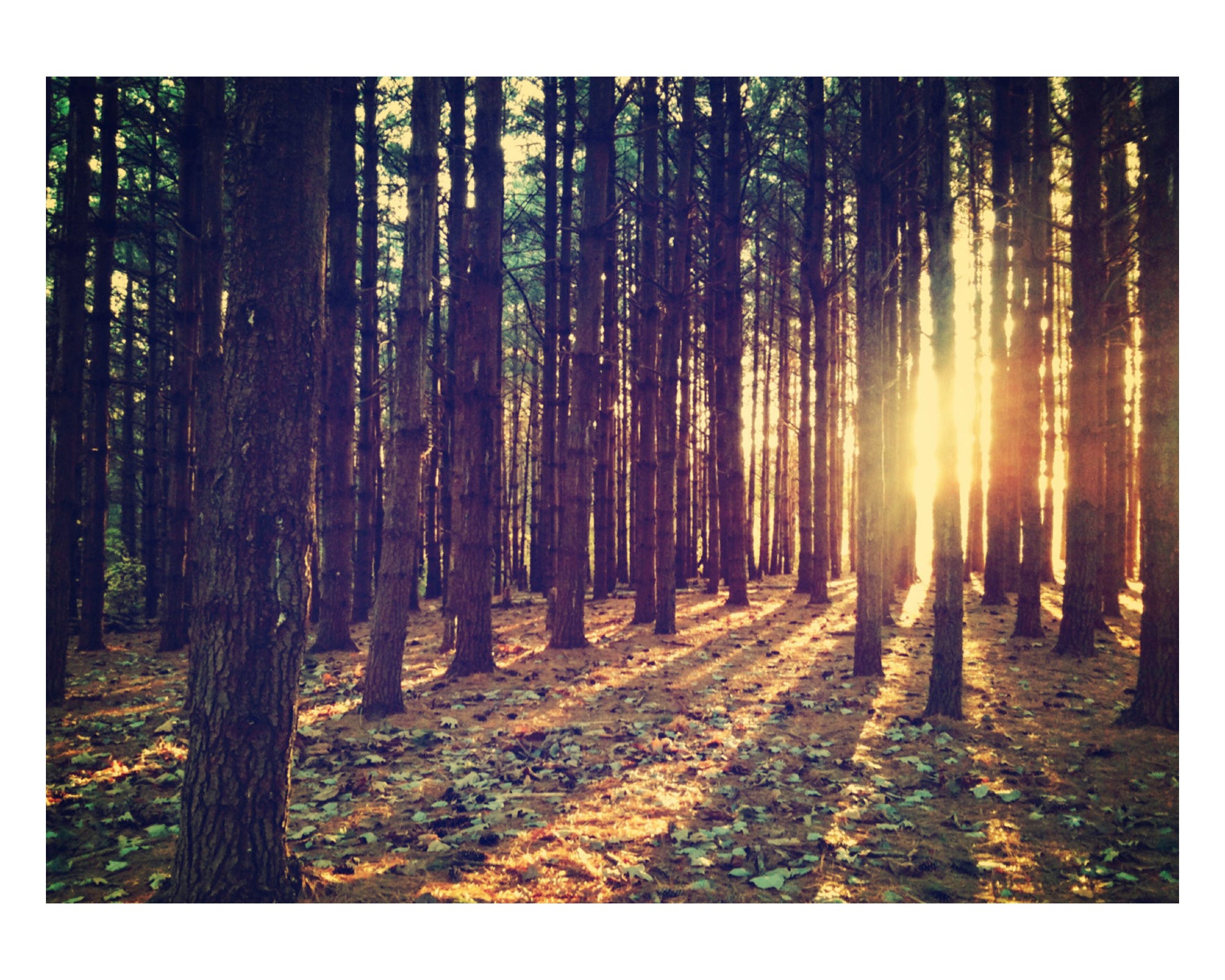 The Simple Complexity of Light - by Gary Gardiner