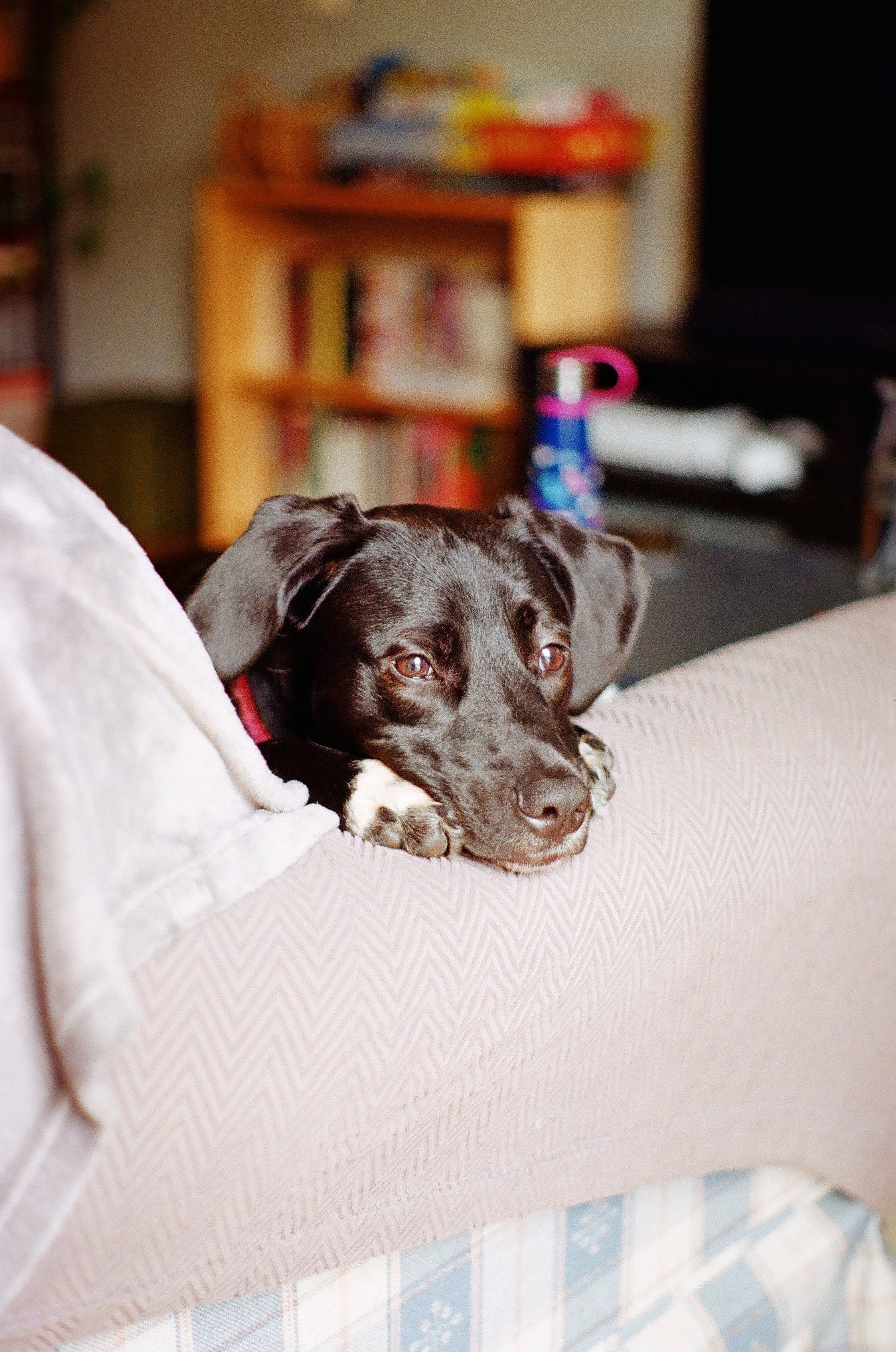 Declan Rice only has one dog. Should we be concerned?