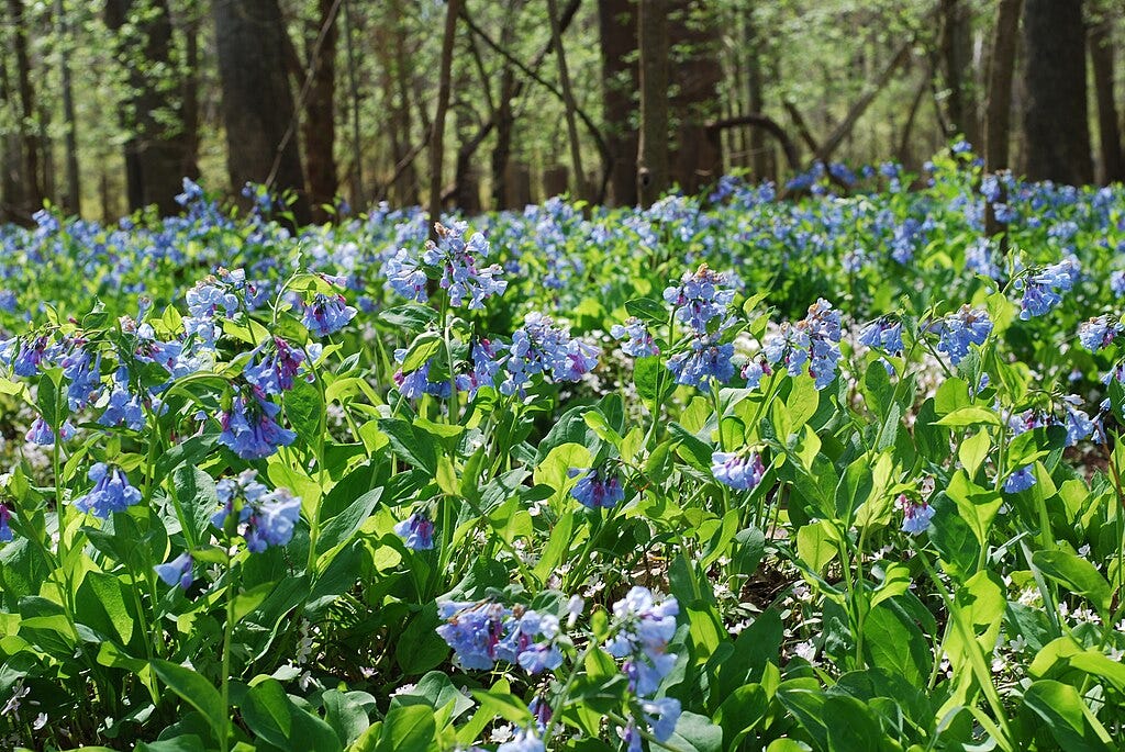The Lost Bee - by Margaret Tomlinson - The Generous Garden