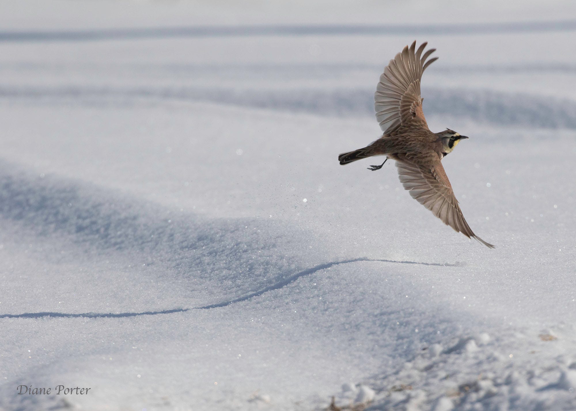 Horned Larks - by Diane Porter - My Gaia