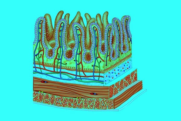 Vitamina B3 contra o aumento da permeabilidade intestinal