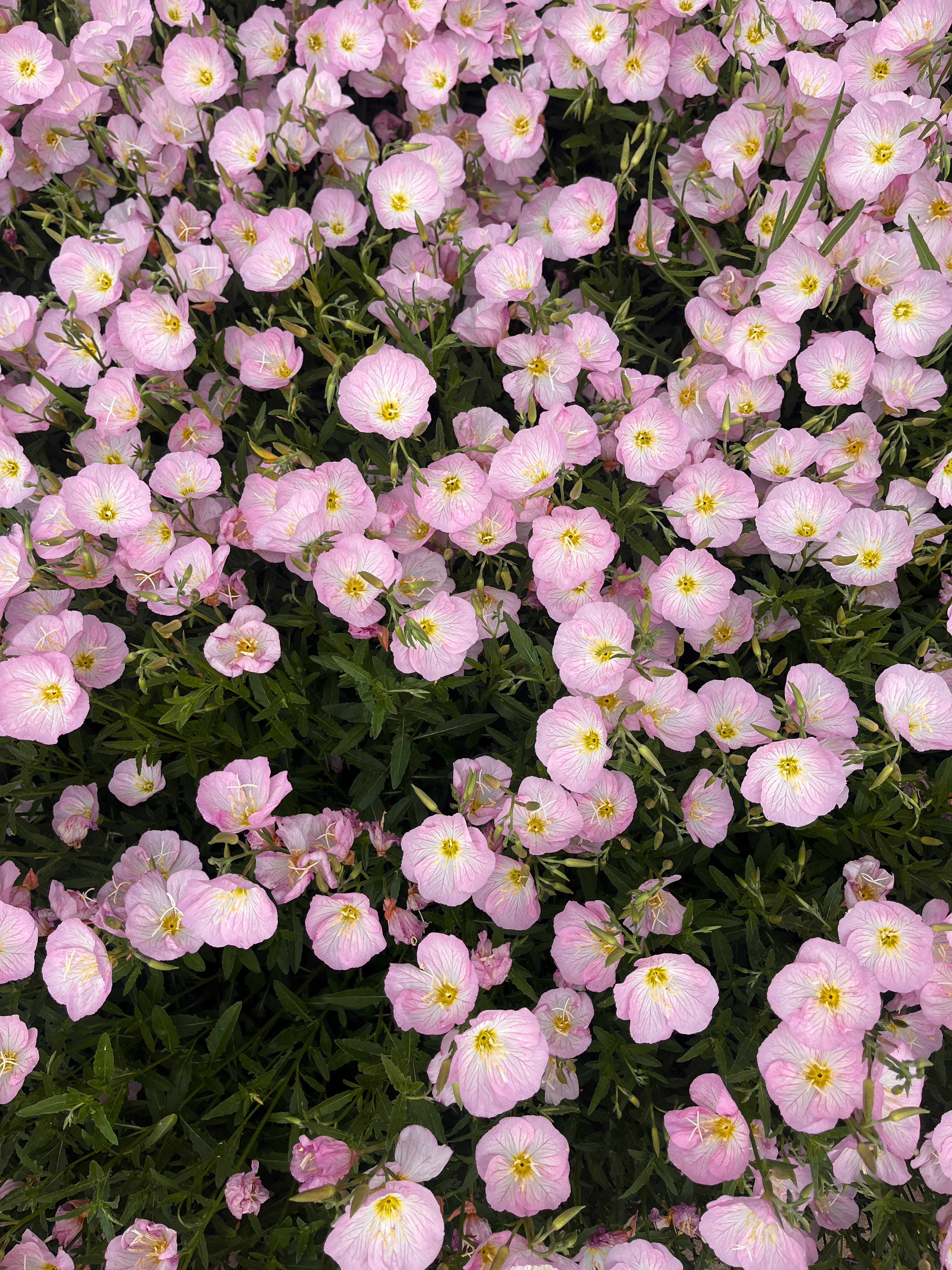 Hearth Notes- 13 - by Farai - The Hillbilly African