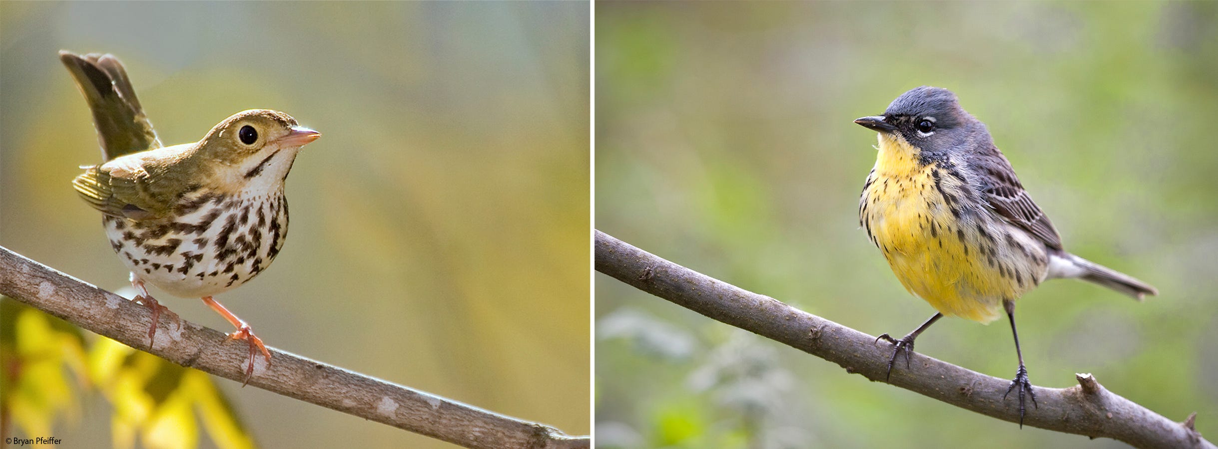 Warblers Redefined - by Bryan Pfeiffer - Chasing Nature