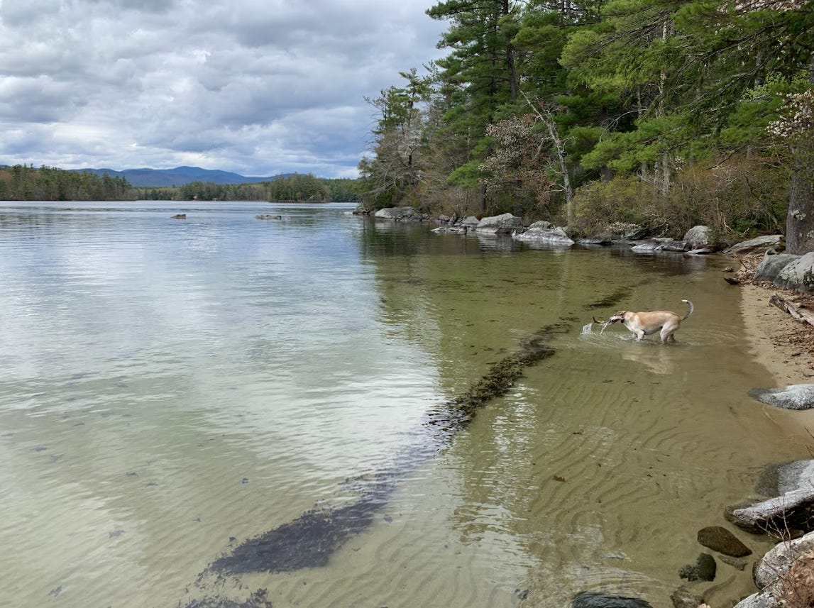 Golden ticket to a golden pond - by Miles Howard