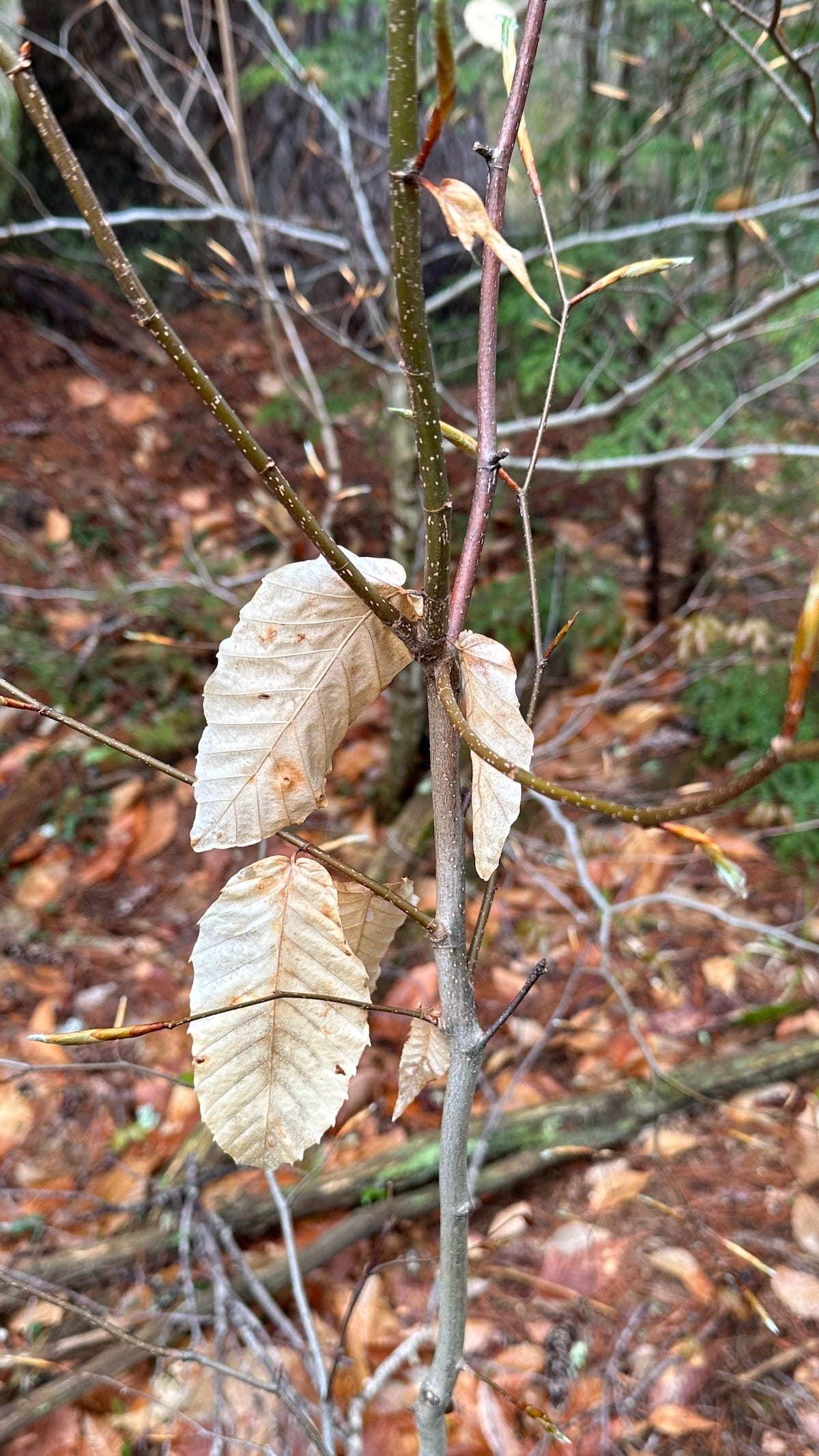 The Greening 💚 - by Barbara Sinclair