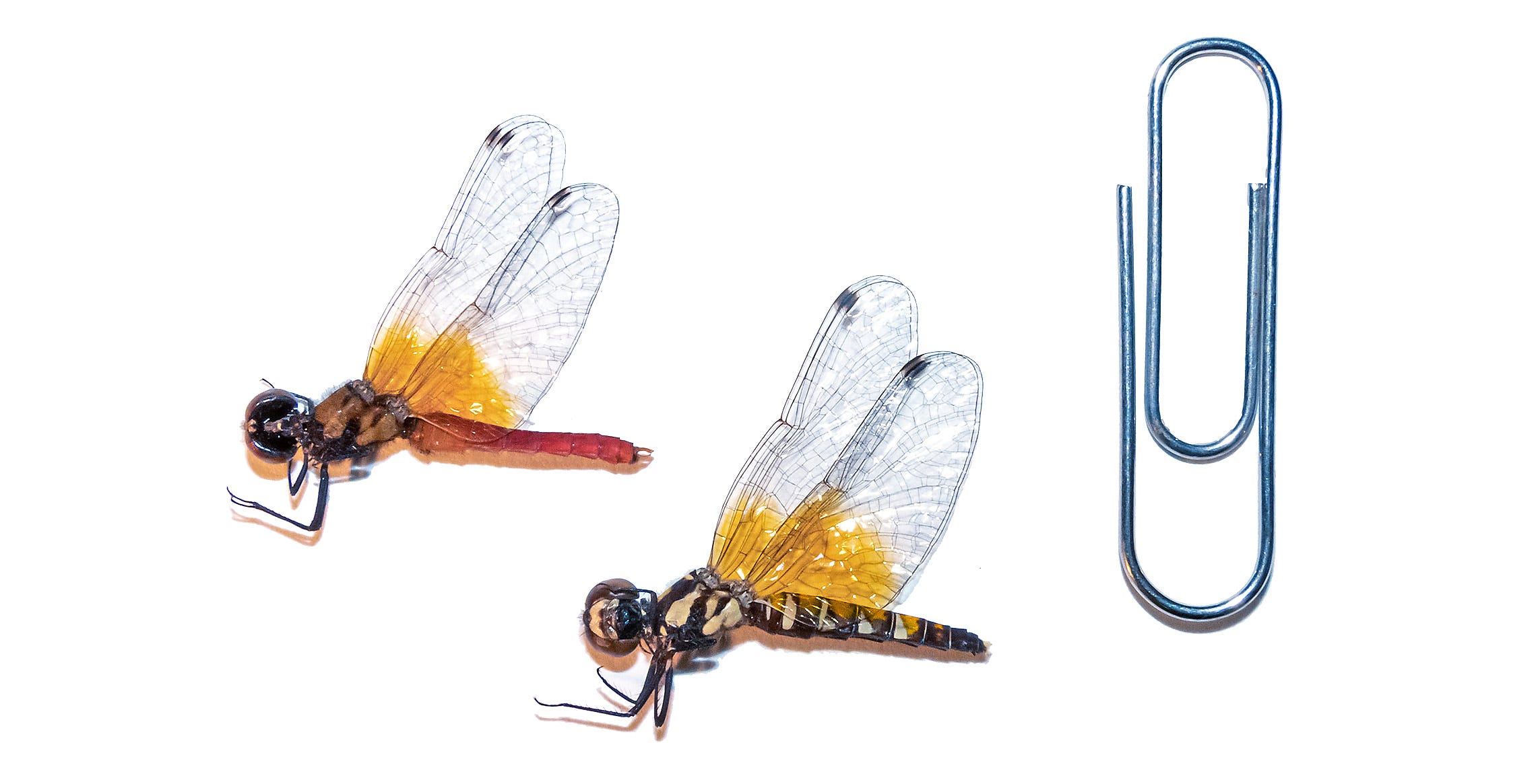 Honoring Dead Butterflies - by Bryan Pfeiffer