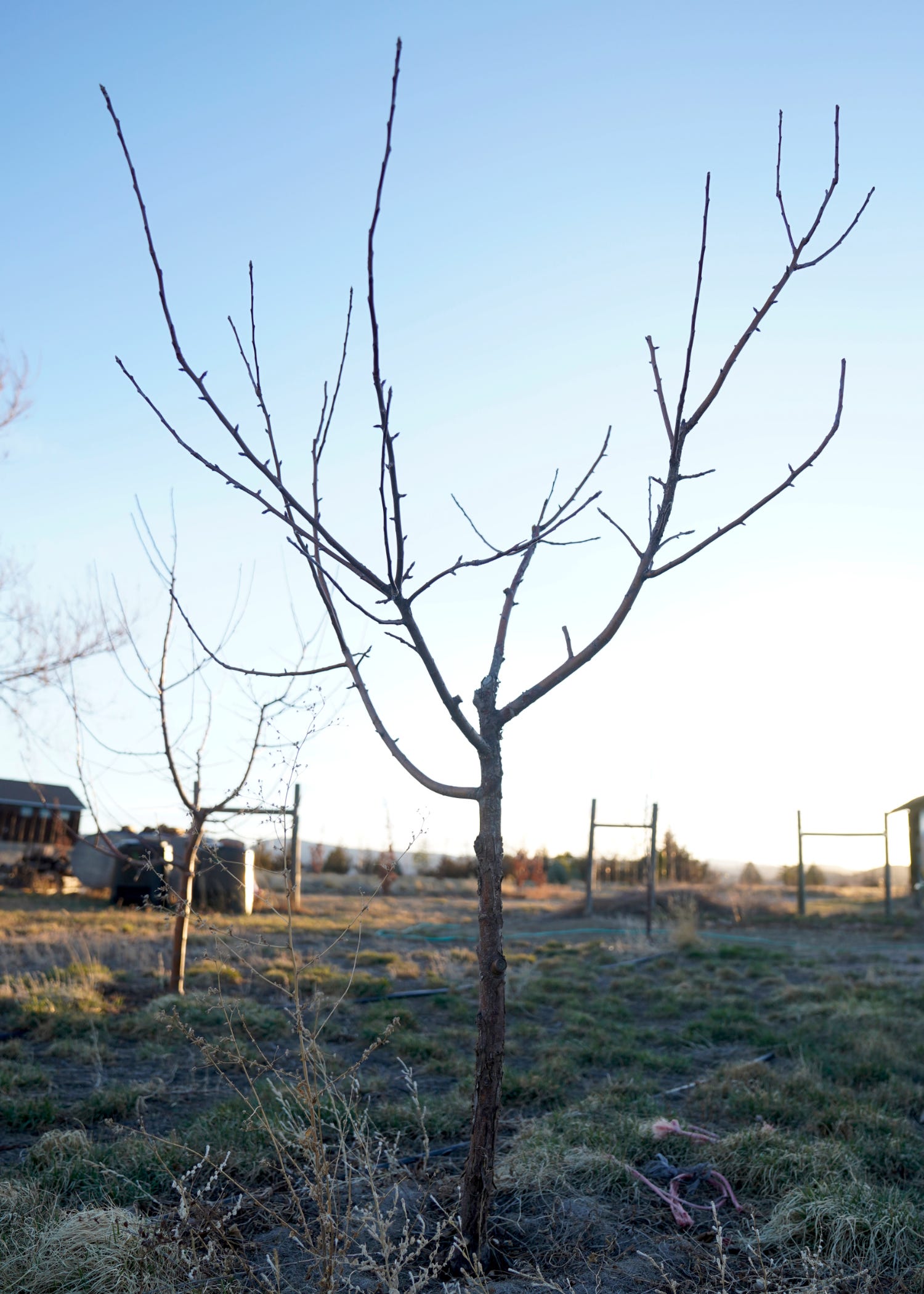 Pruning - by Hayley Josephs - An Interested Life